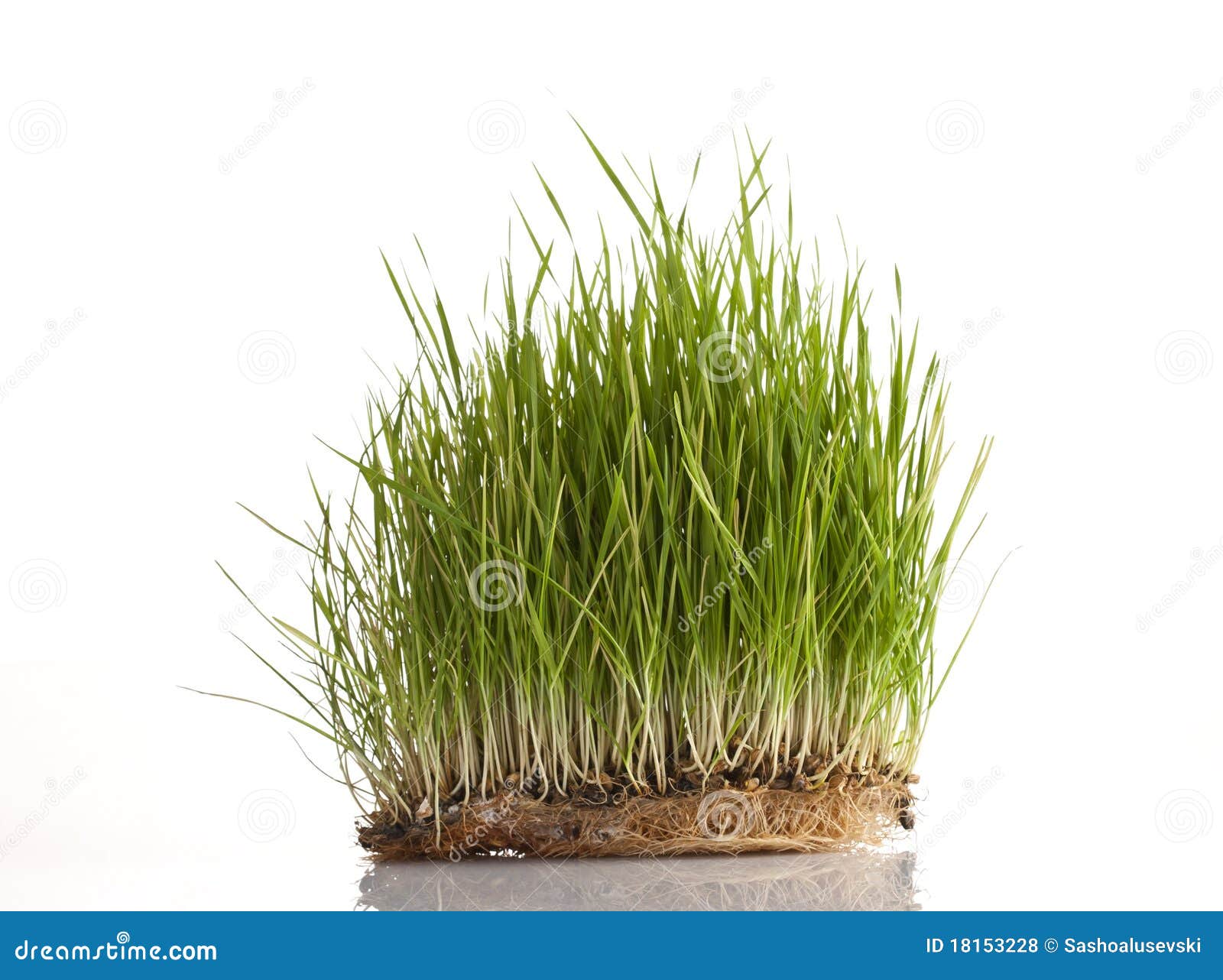 Wheat Sprouts Isolated on White Stock Photo - Image of grain, isolated ...