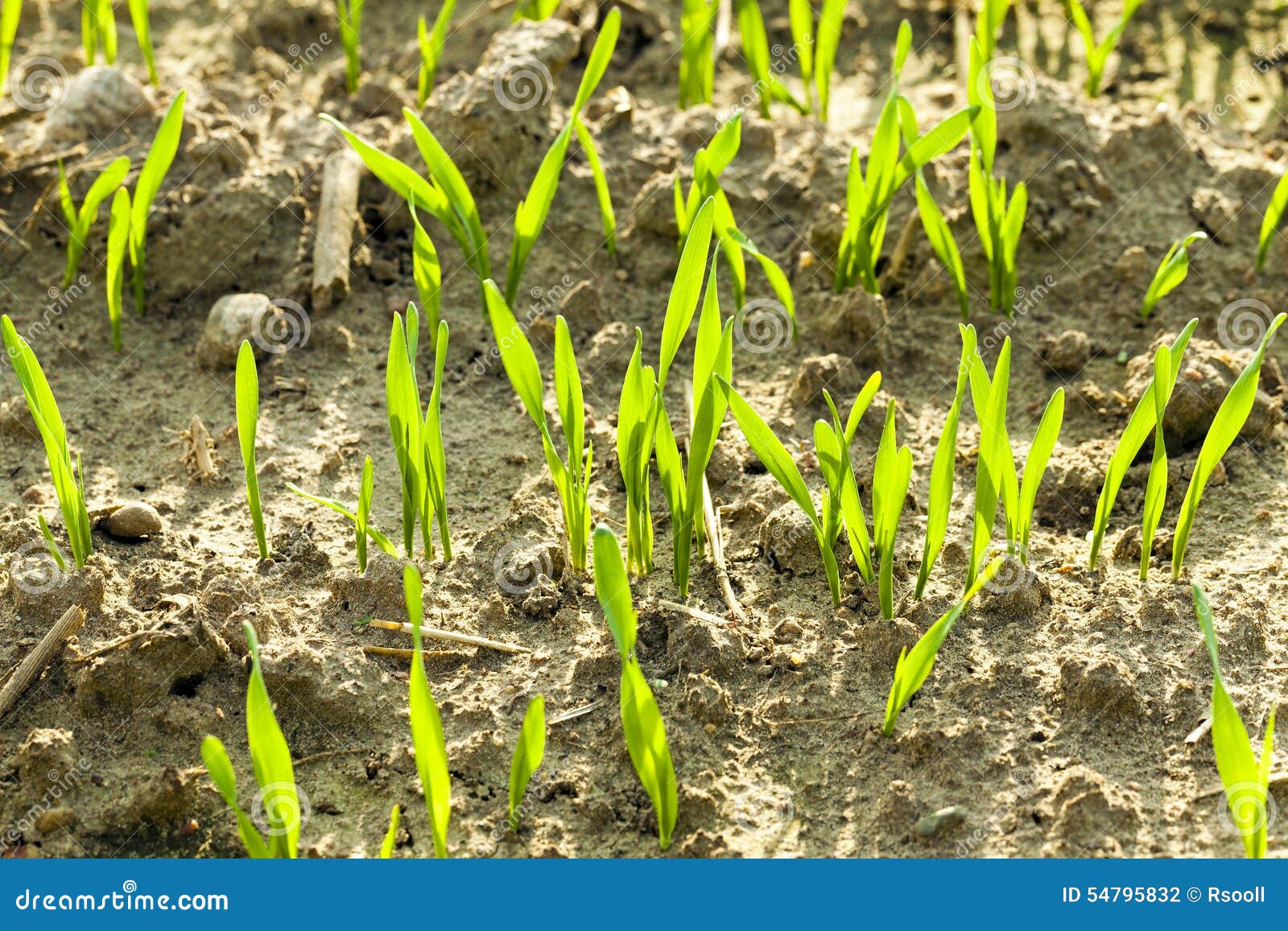 Wheat sprouts stock photo. Image of color, crop, germinating - 54795832