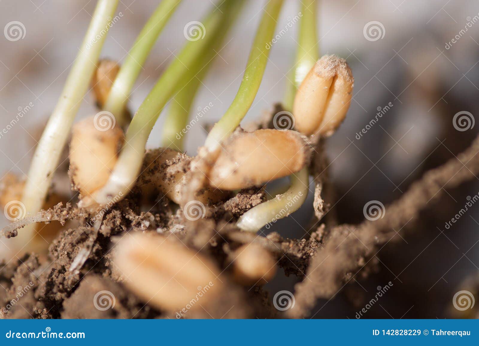 Wheat sprouts stock image. Image of grain, sprout, plant - 142828229