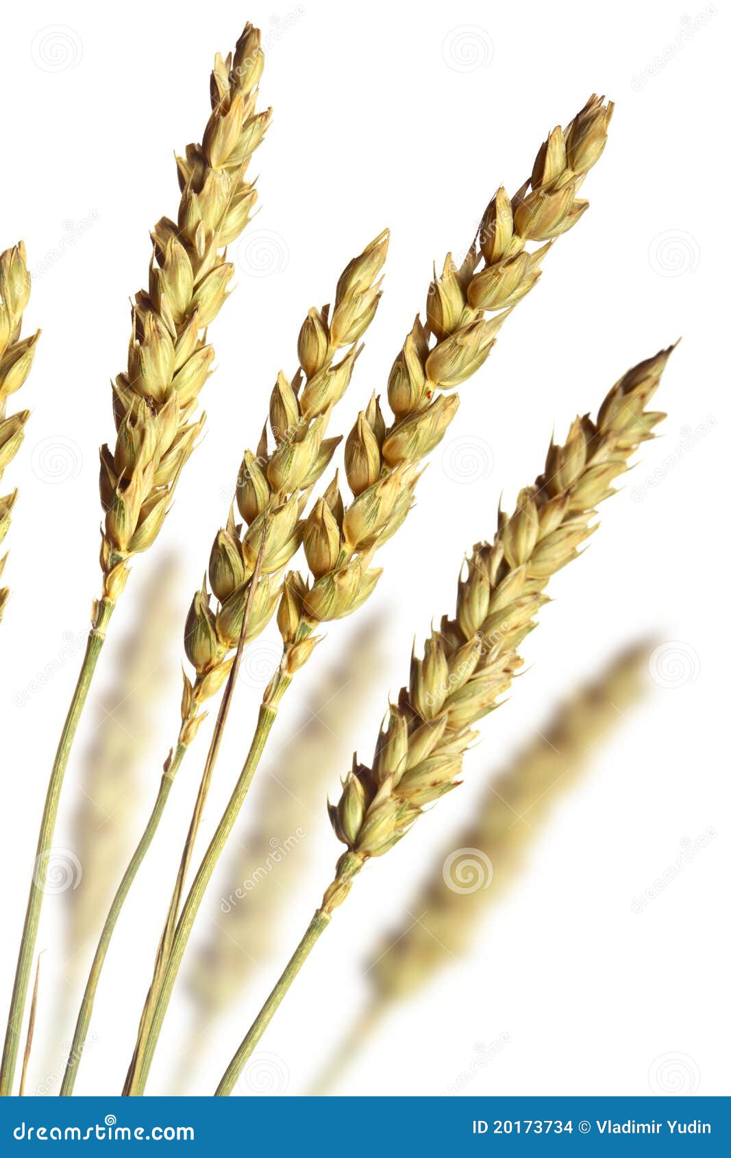 Wheat stack stock photo. Image of autumn, october, closeup - 20173734