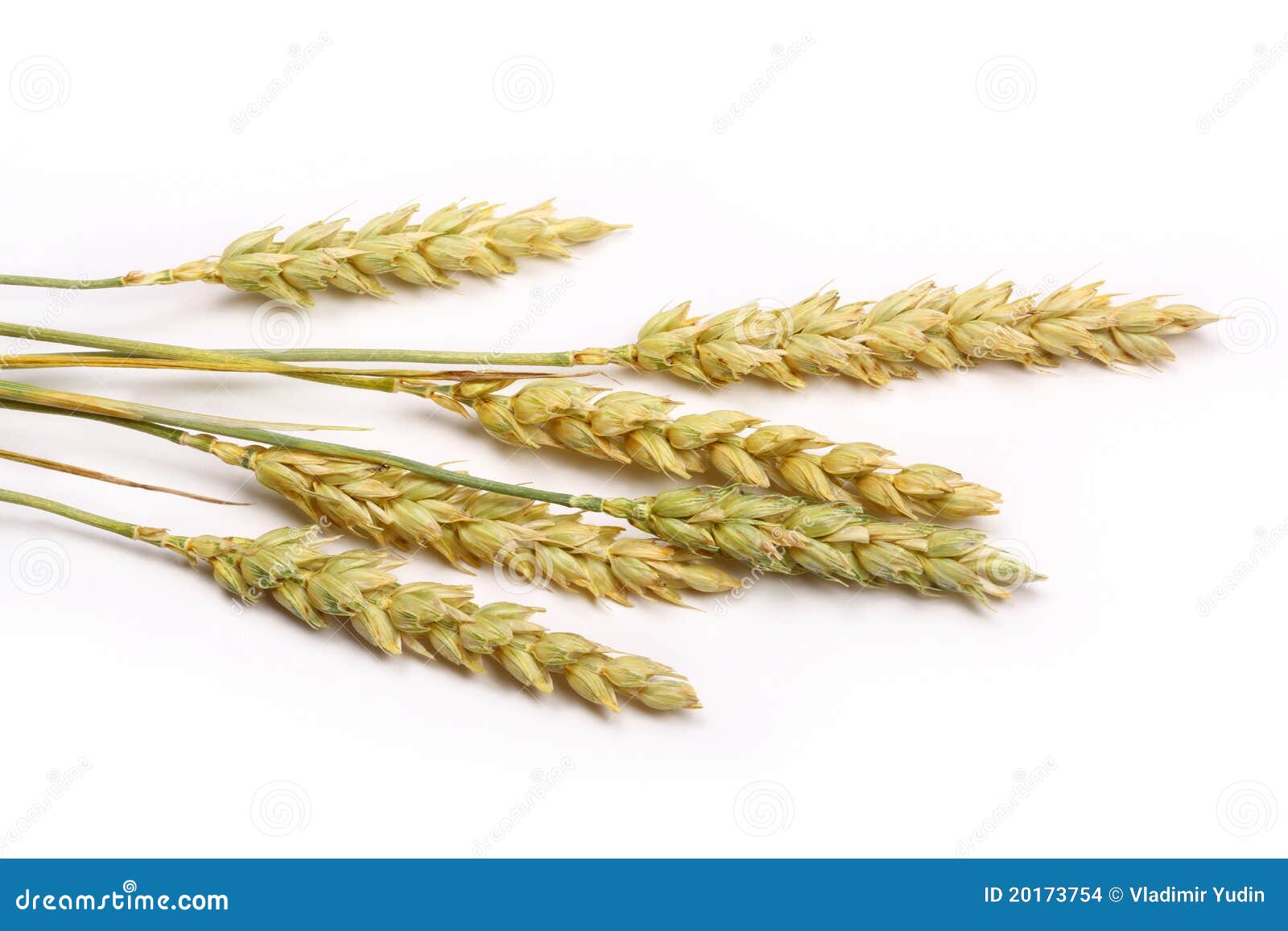 Wheat stack stock photo. Image of healthy, macro, harvest - 20173754