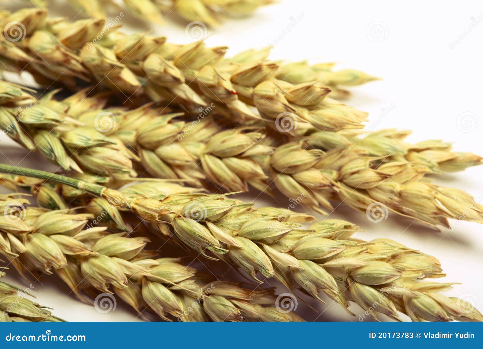 Wheat stack stock image. Image of natural, harvest, cereal - 20173783