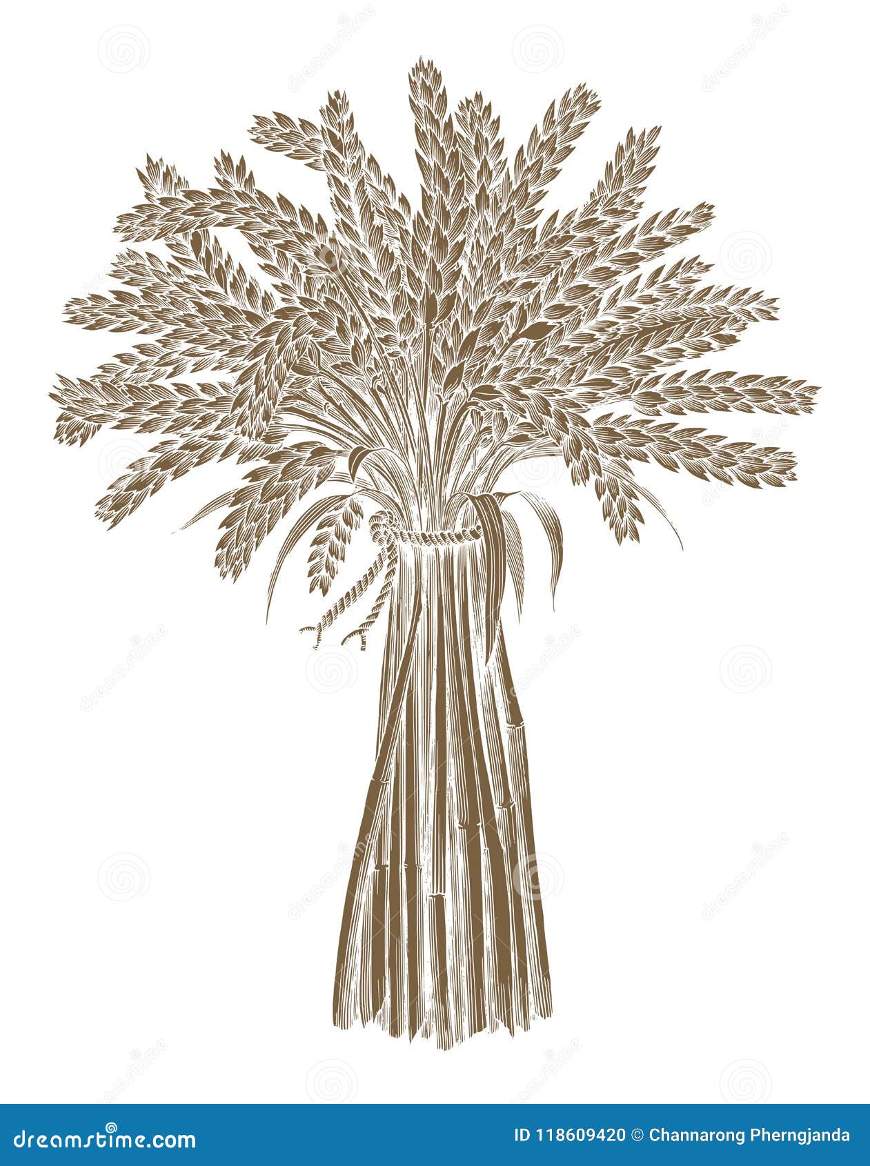 Wheat Plant Drawing