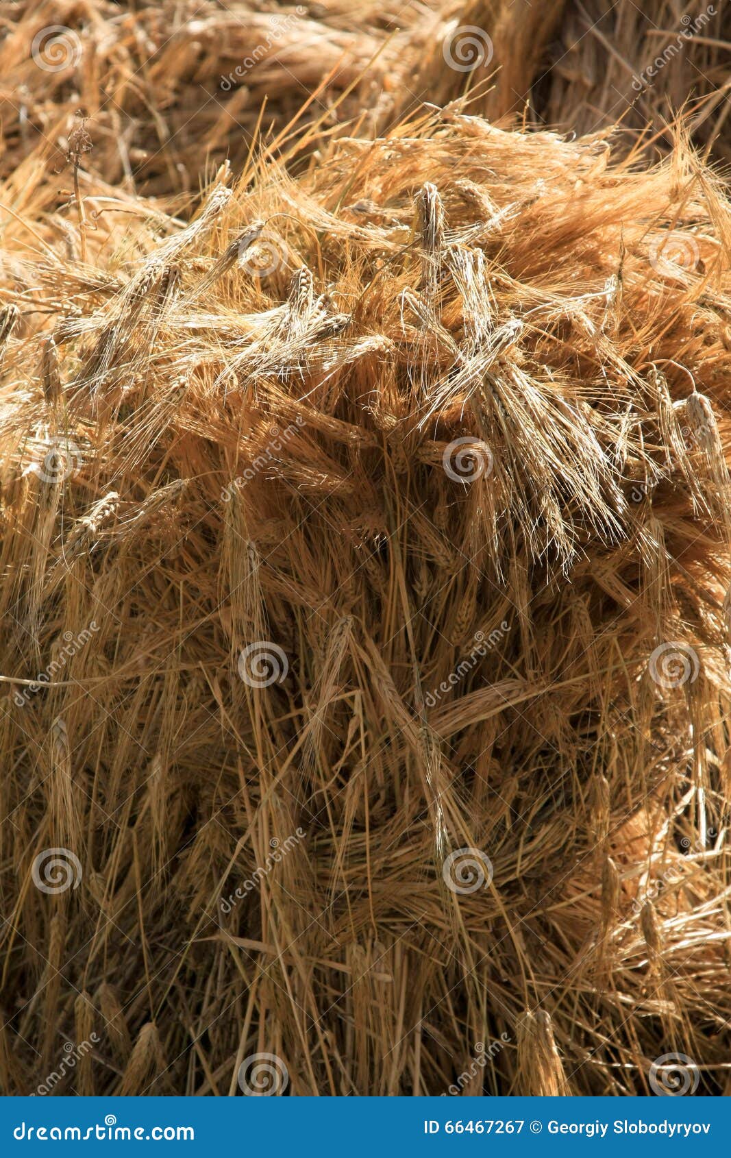 Wheat stack stock image. Image of stalk, yellow, rumback - 66467267
