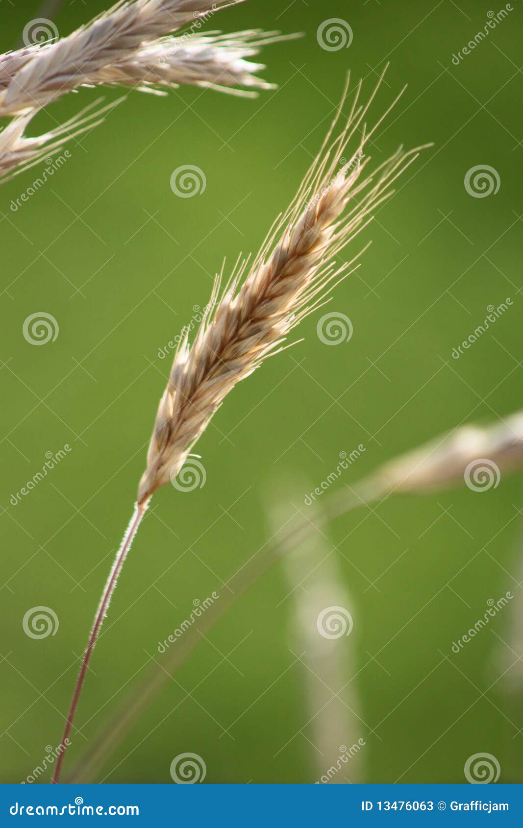 Wheat Stalk stock image. Image of wheat, field, agriculture - 13476063