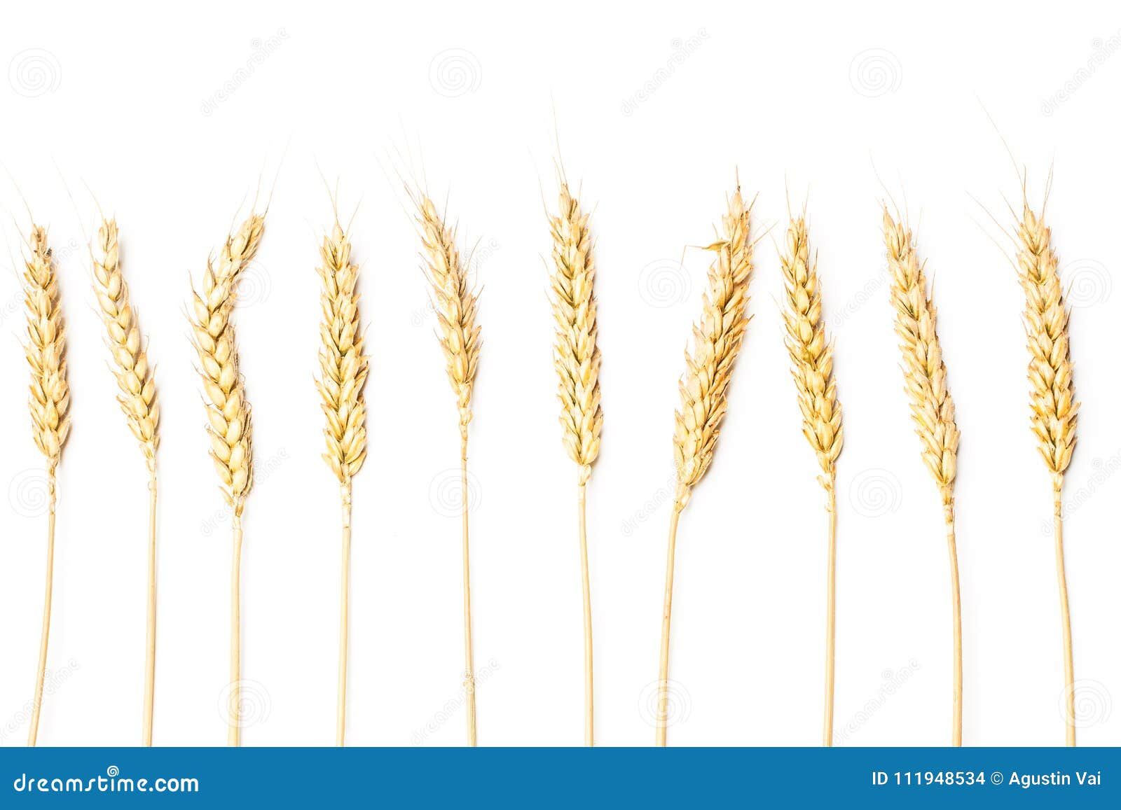 11,703 Wheat Stalk Stock Photos - Free & Royalty-Free Stock Photos from ...