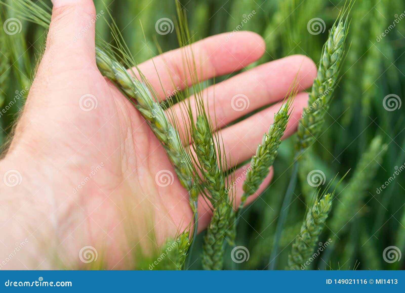 Wheat Stalk in the Palm of Your Hand Stock Photo - Image of harvest ...