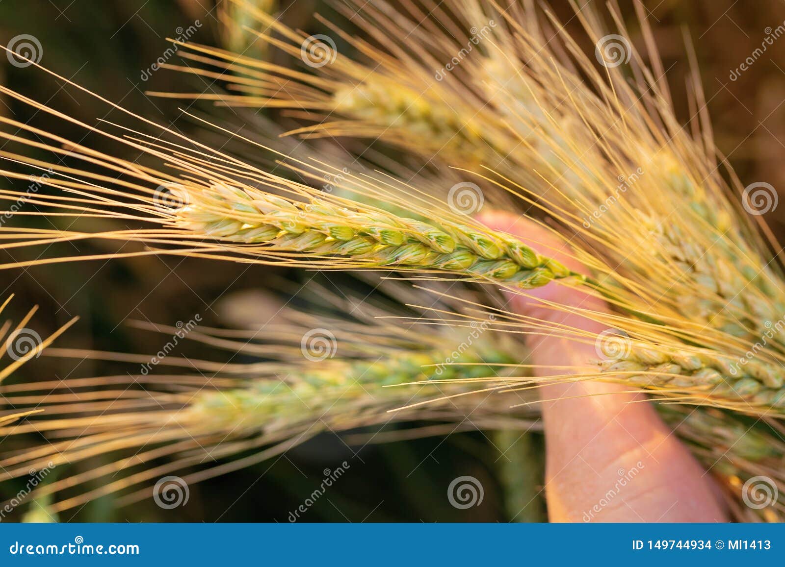 Wheat Stalk in the Palm of Your Hand Stock Photo - Image of golden ...