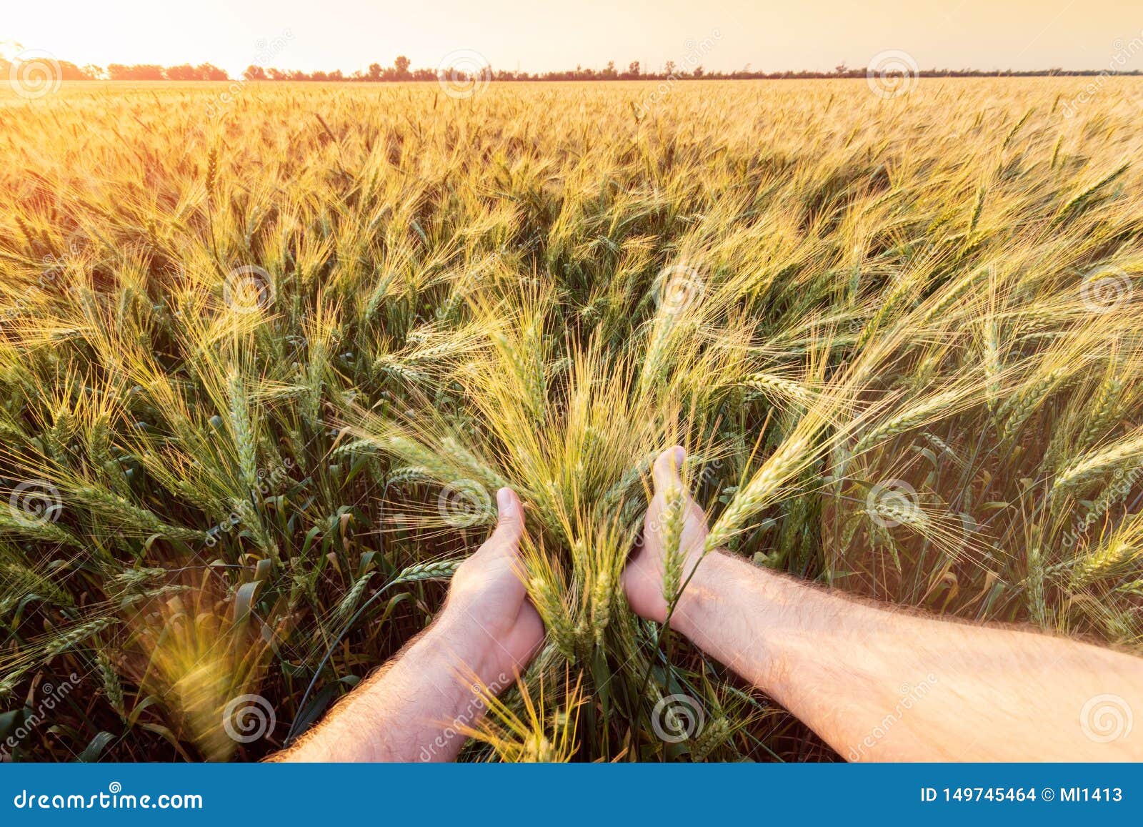 Wheat Stalk in the Palm of Your Hand Stock Photo - Image of ...