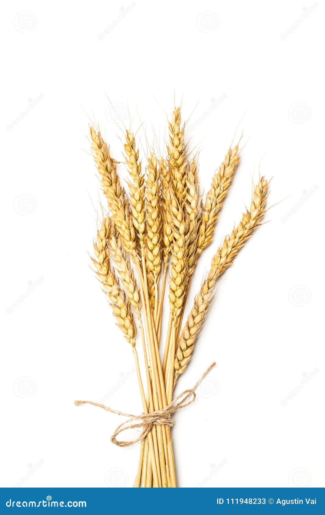 Wheat stalk in an view stock image. Image of natural - 111948233