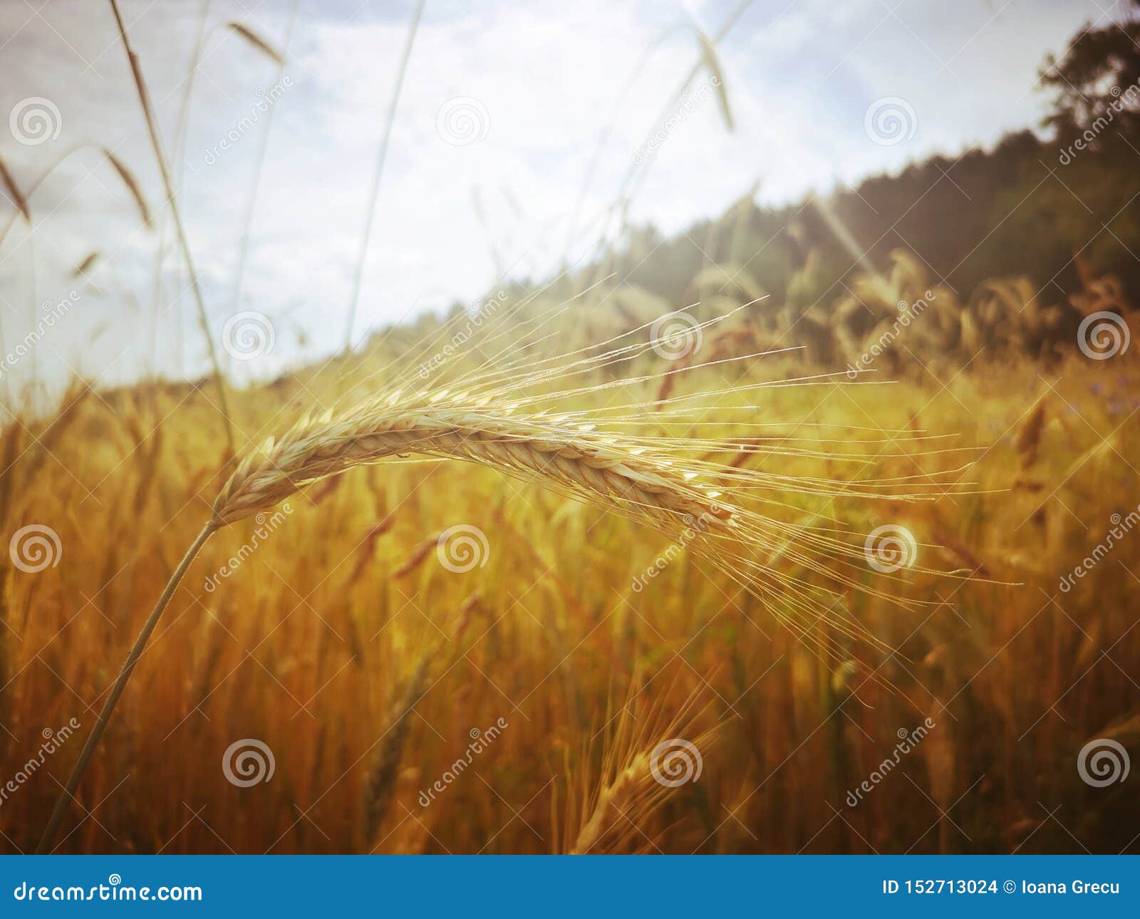 Wheat Stalks in Wheat Field in the Strong Sun Stock Photo - Image of ...