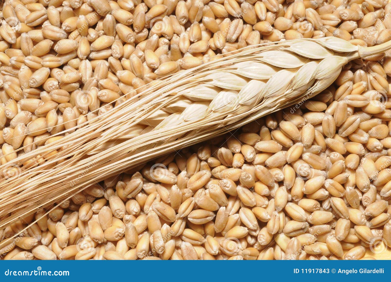 Wheat steam on grains stock image. Image of texture, farm - 11917843