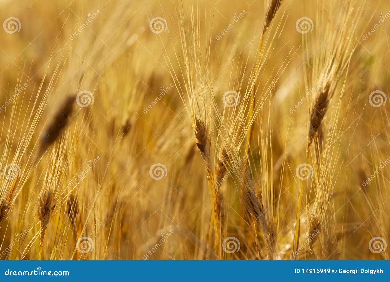 Wheat stem stock image. Image of golden, farm, harvest - 14916949