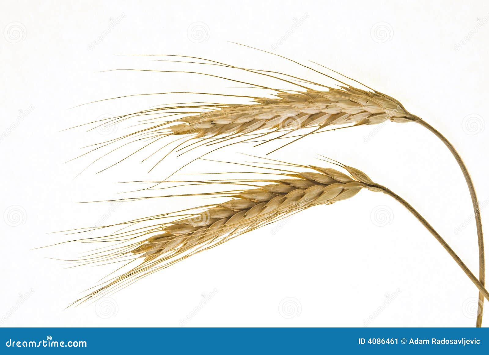 Wheat stem stock image. Image of plant, crop, oats, summer - 4086461