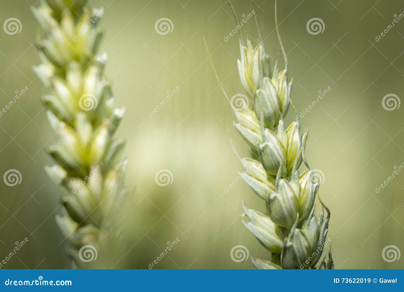 Wheat stem in field stock image. Image of rural, season - 73622019