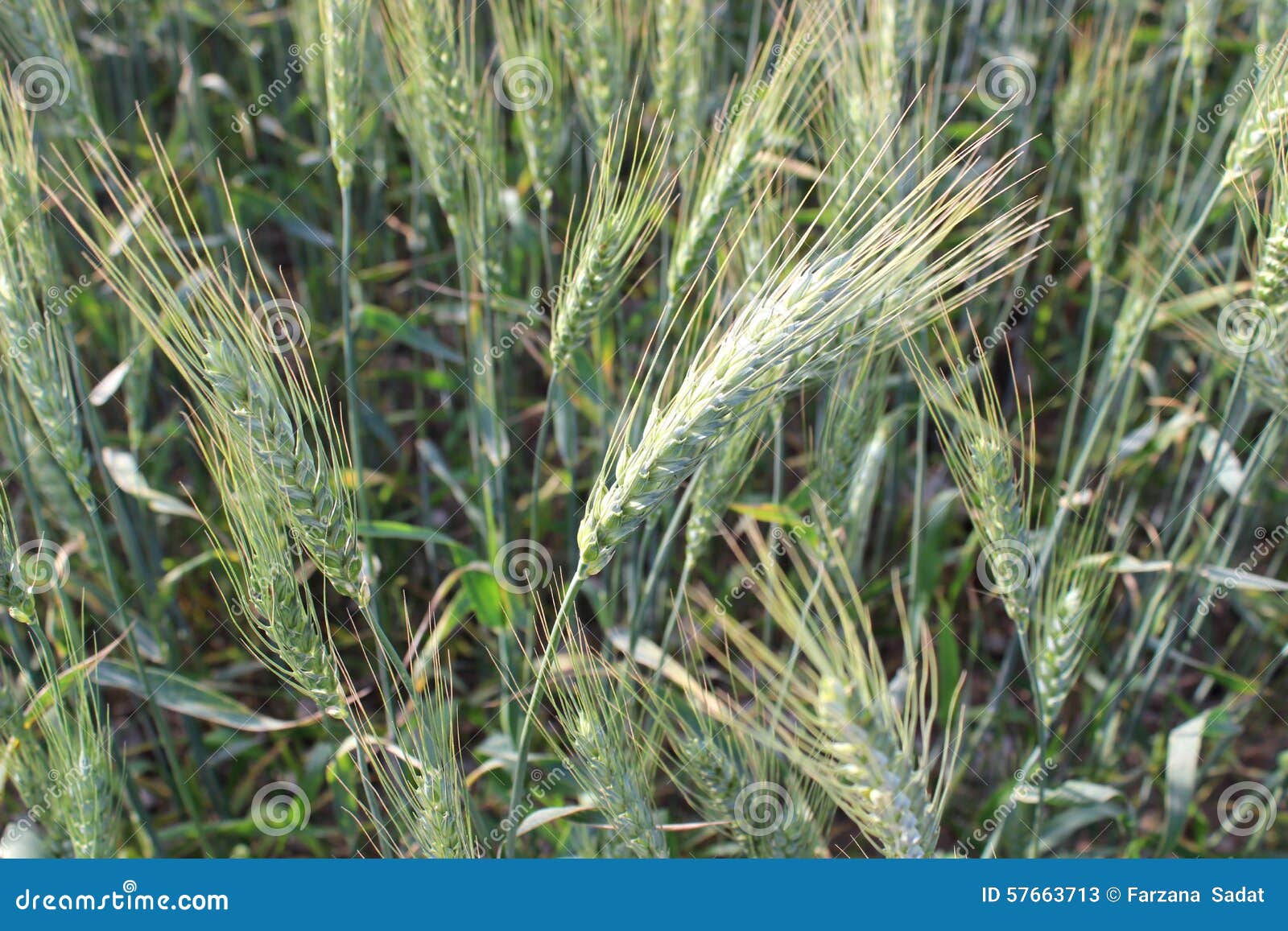 Wheat stem stock image. Image of cereal, summer, field - 57663713