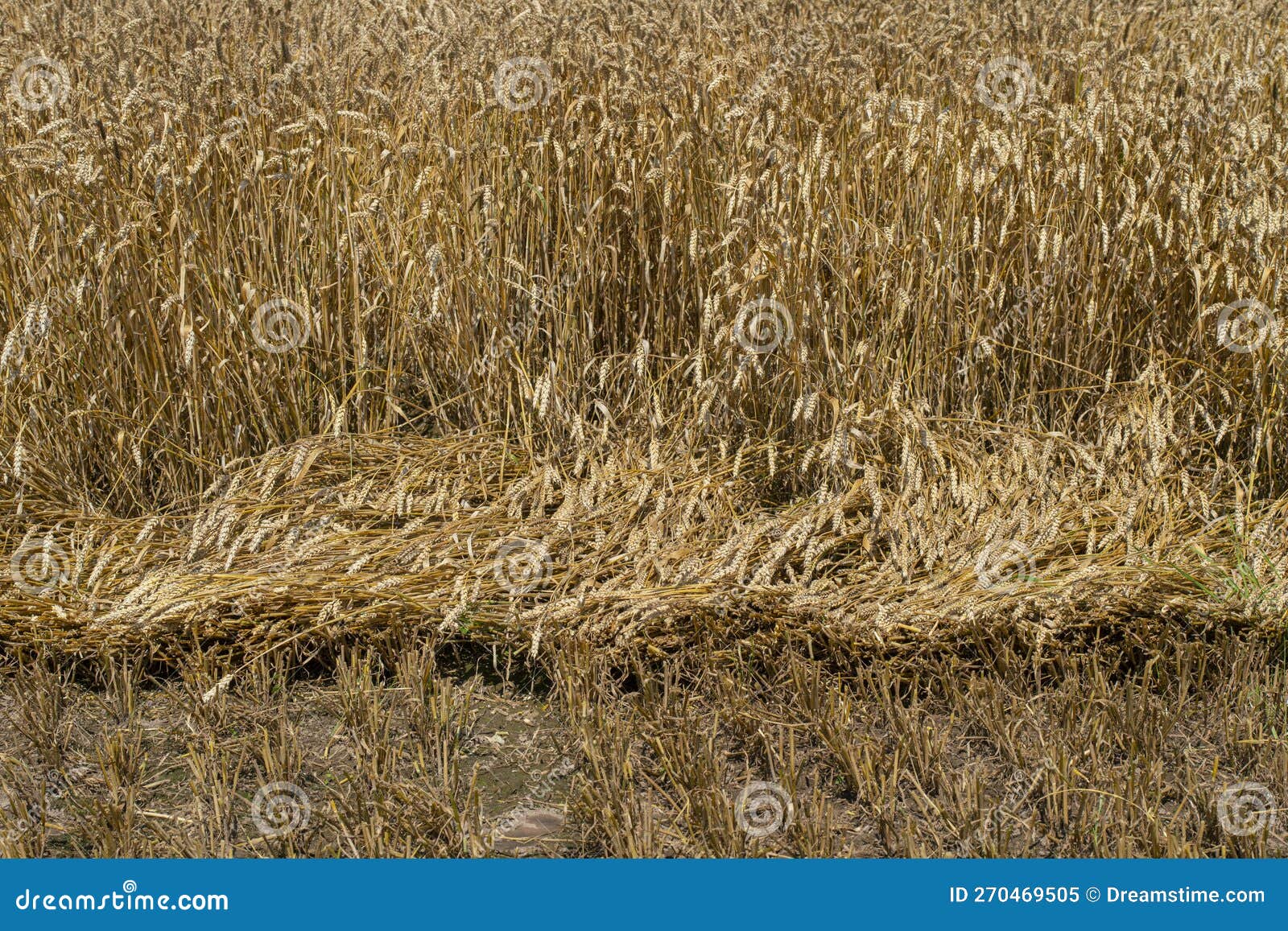 Cereal lodging stock image. Image of horizontal, cultivated - 270469505