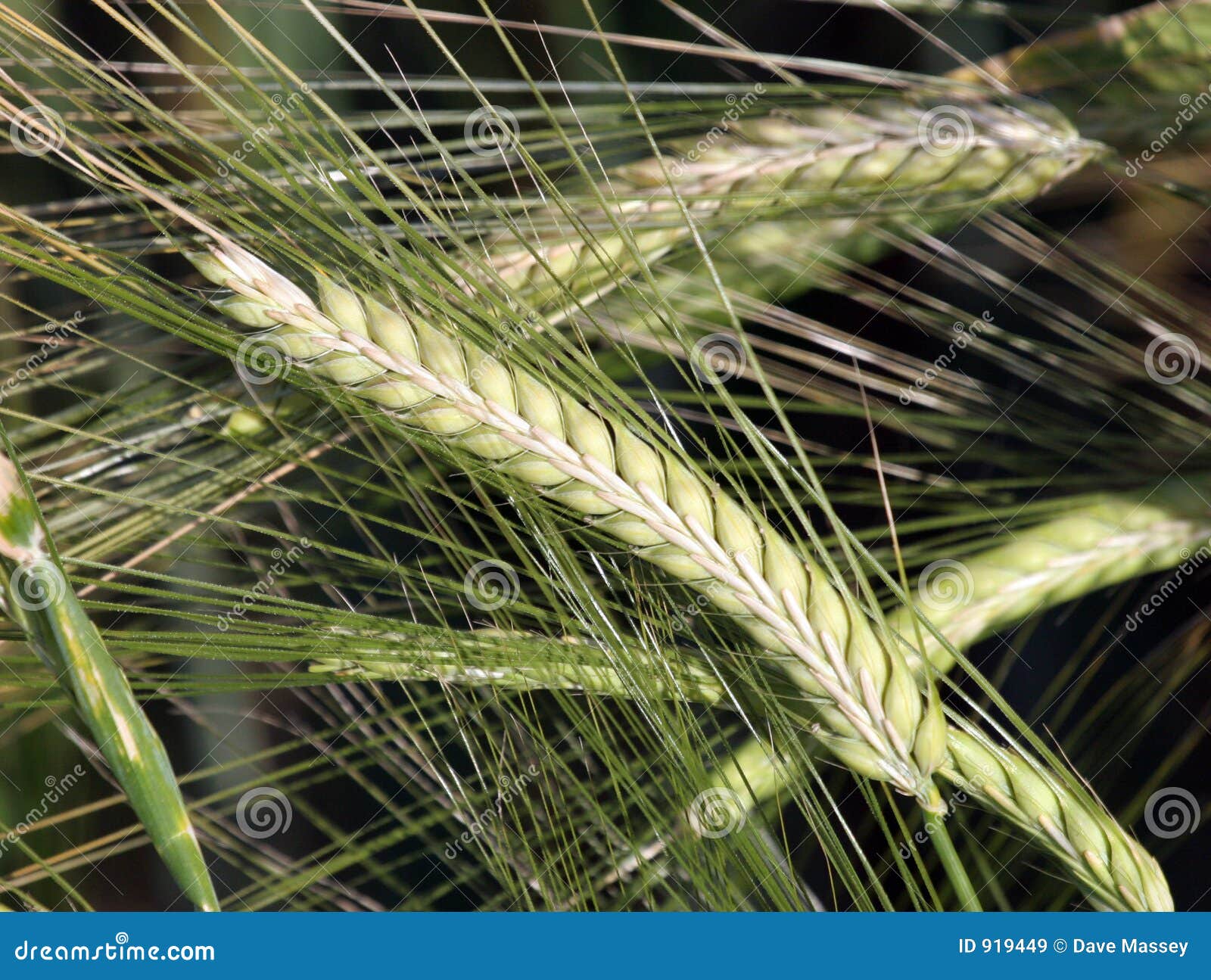 Wheat Stem Showing Seeds stock image. Image of green, summer - 919449