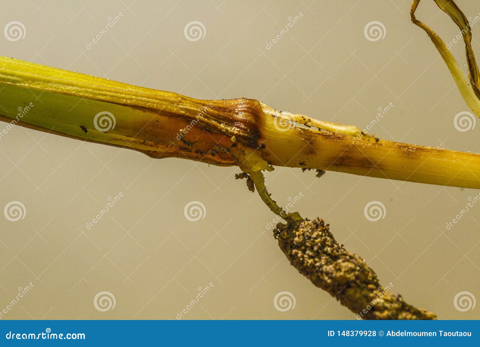 Diseased wheat stem stock photo. Image of black, natural - 148379928