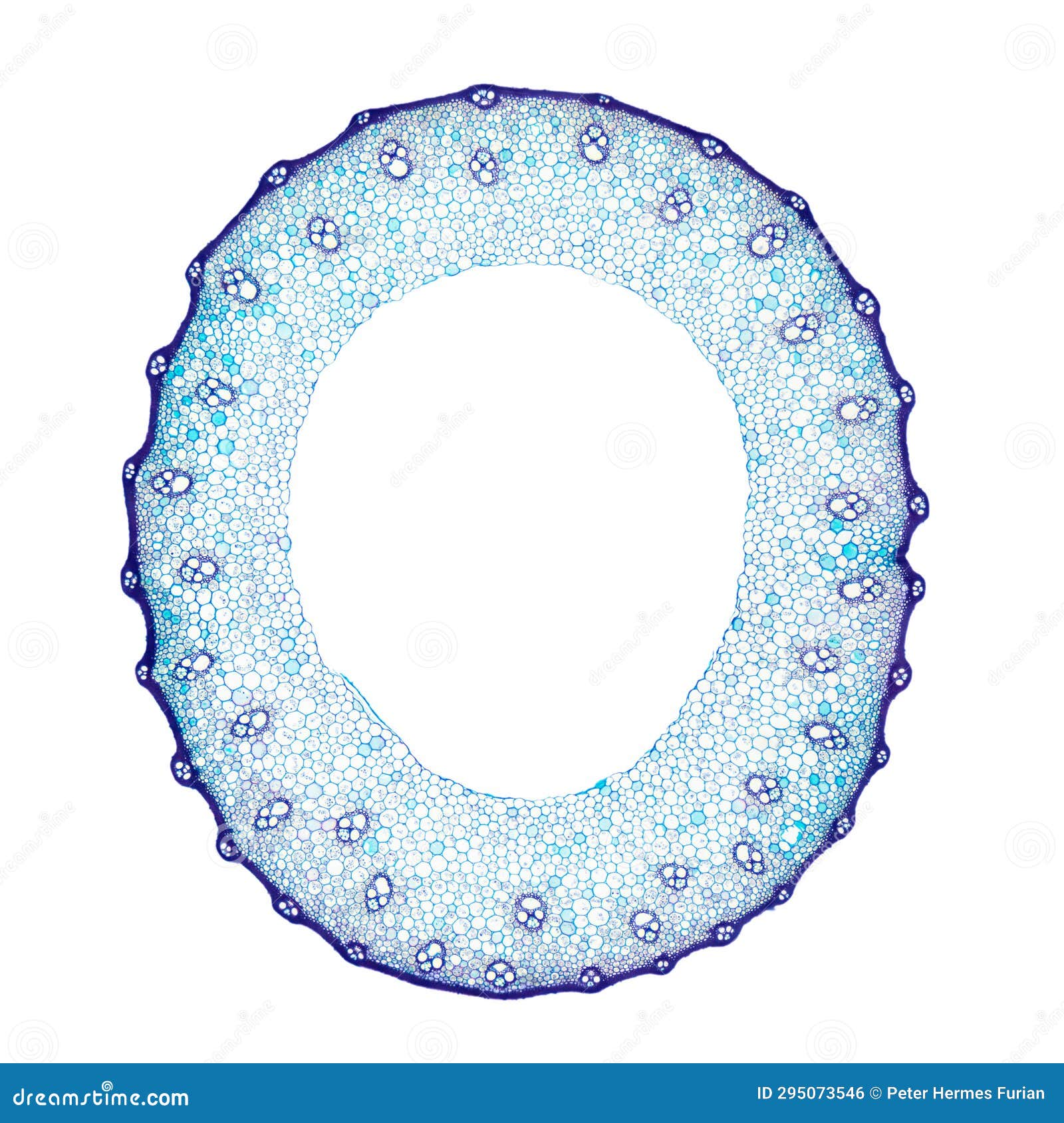 Wheat Stem, Tained Stem of Triticum, Cross Section, 8X Light Micrograph ...