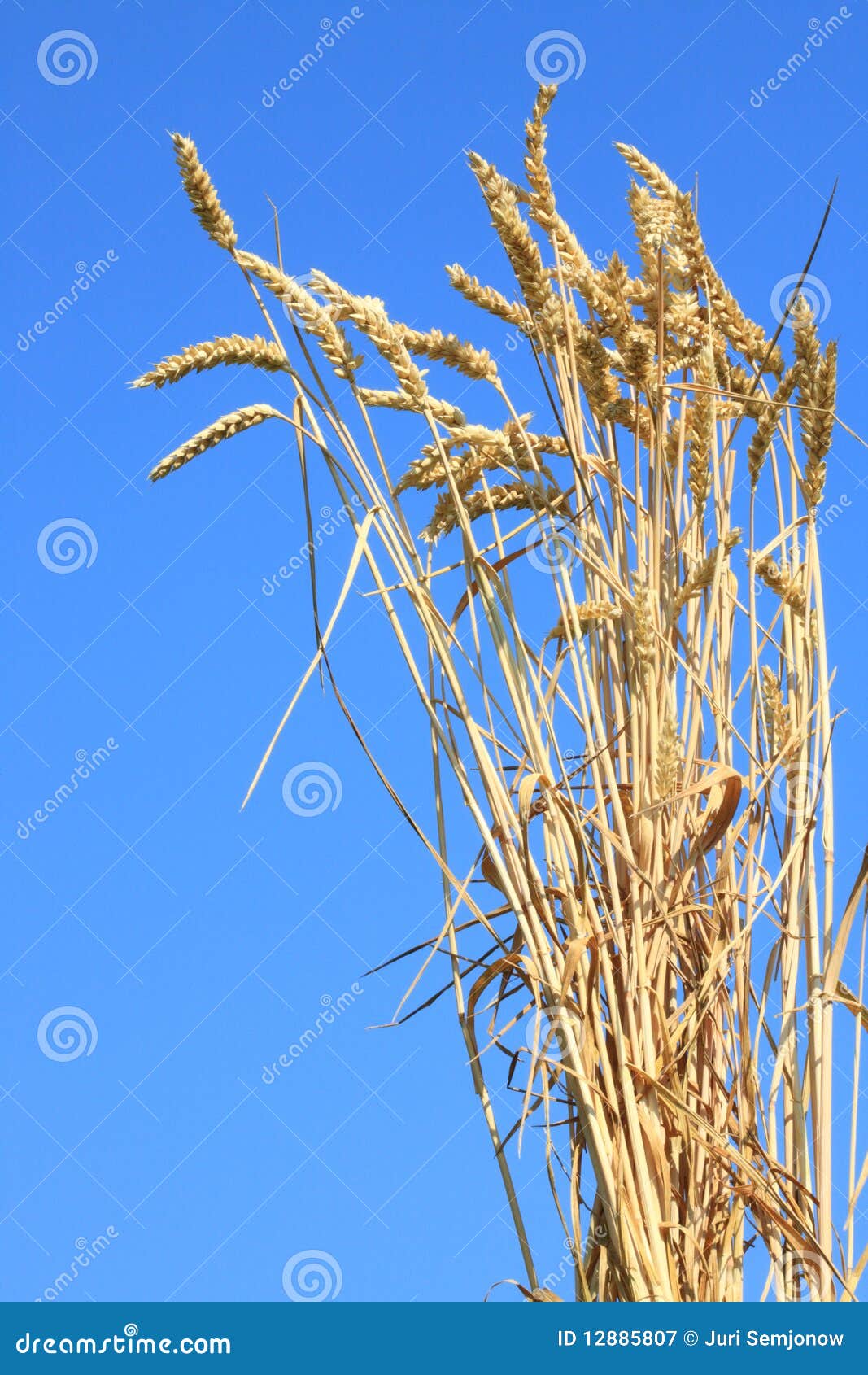 Wheat stems. stock image. Image of agriculture, outdoors - 12885807