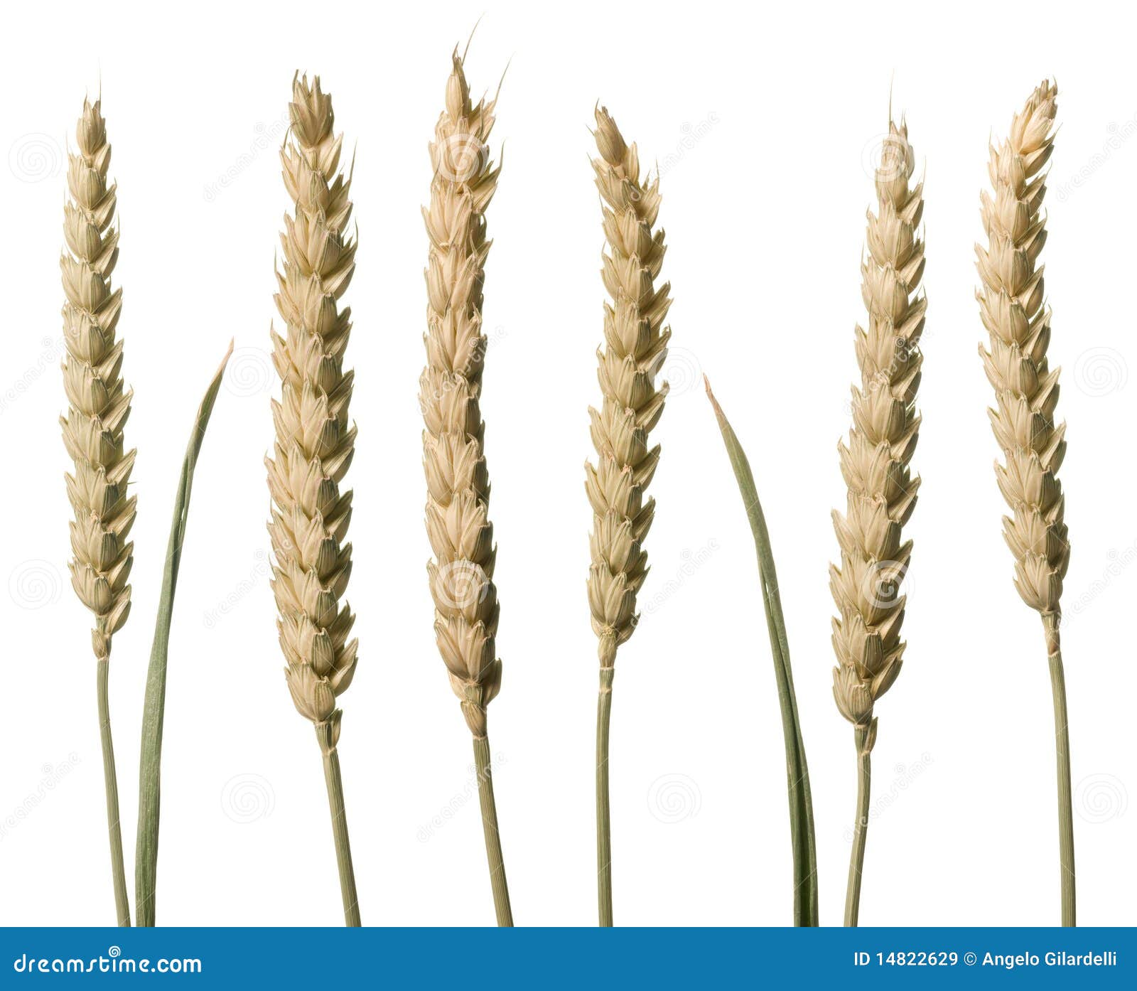 Wheat stems stock image. Image of crop, organic, stems - 14822629