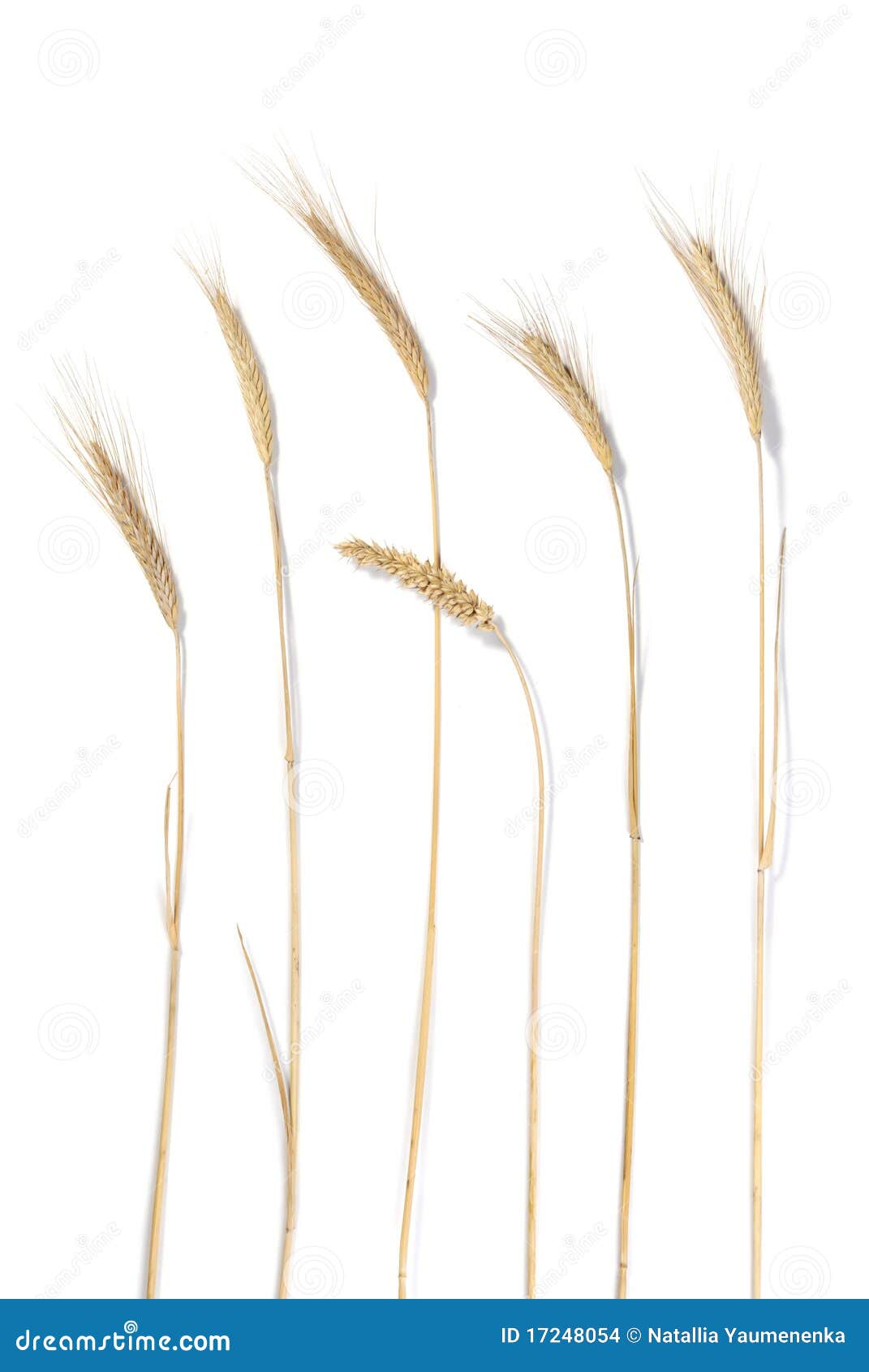 Wheat stems stock photo. Image of color, gold, plant - 17248054