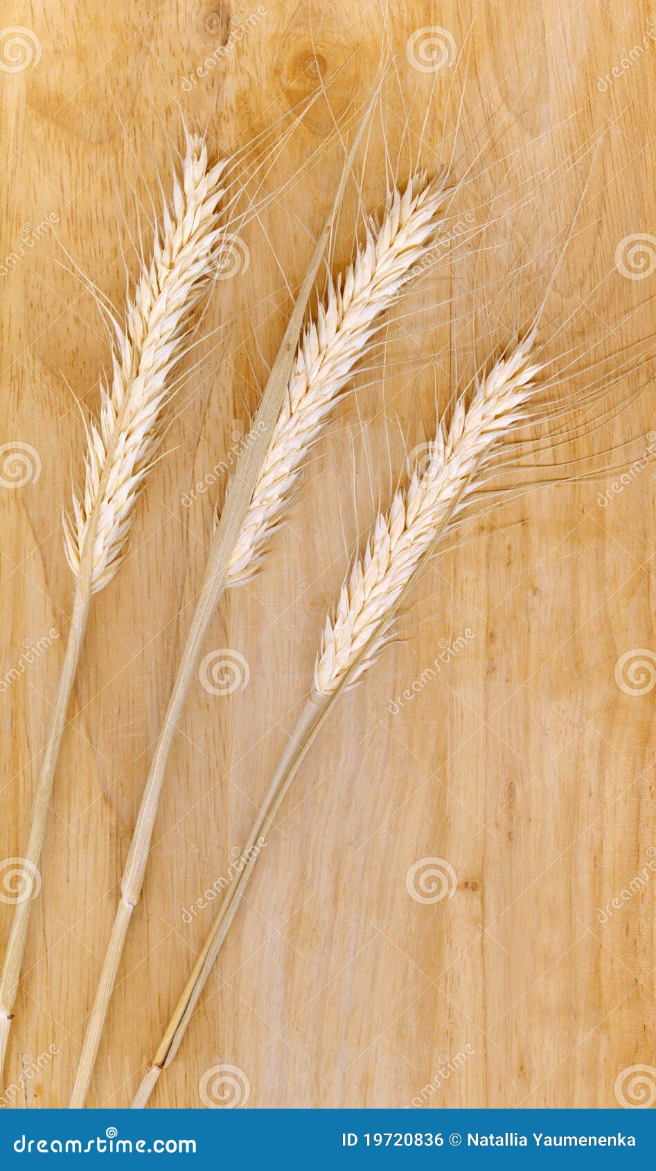 Wheat stems stock photo. Image of crop, plant, gold, cutting - 19720836