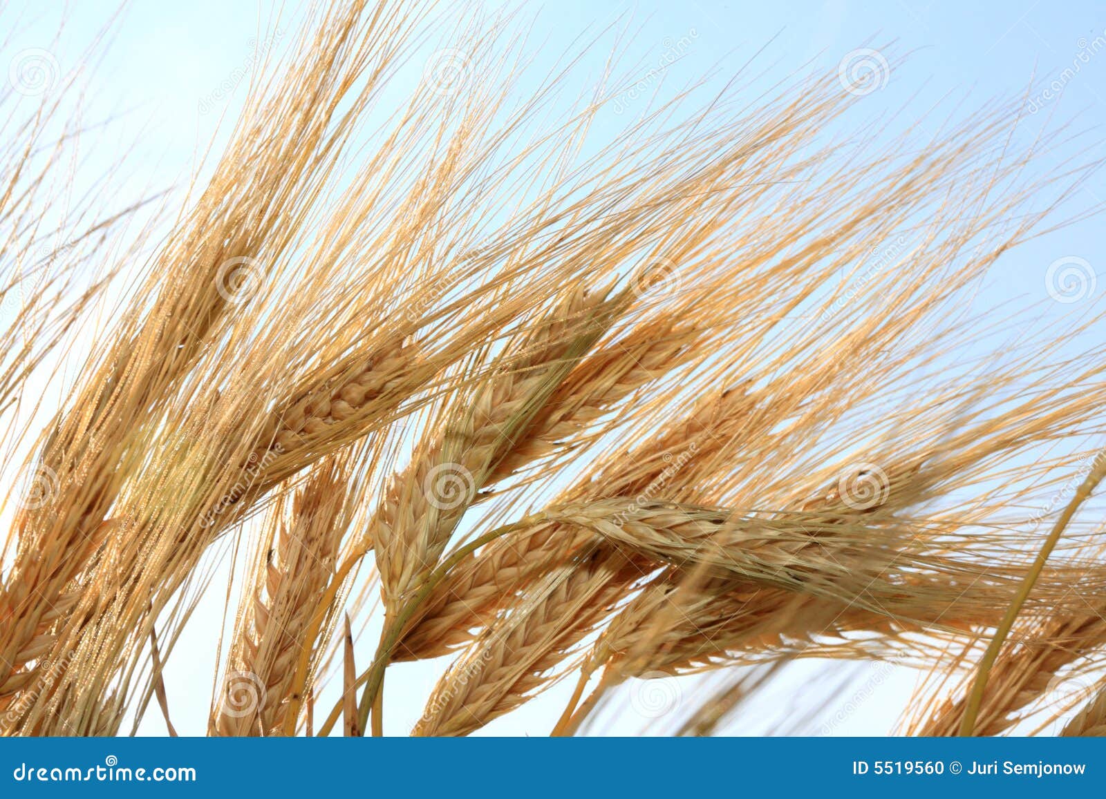 Wheat stems. stock photo. Image of summer, ripe, cloud - 5519560