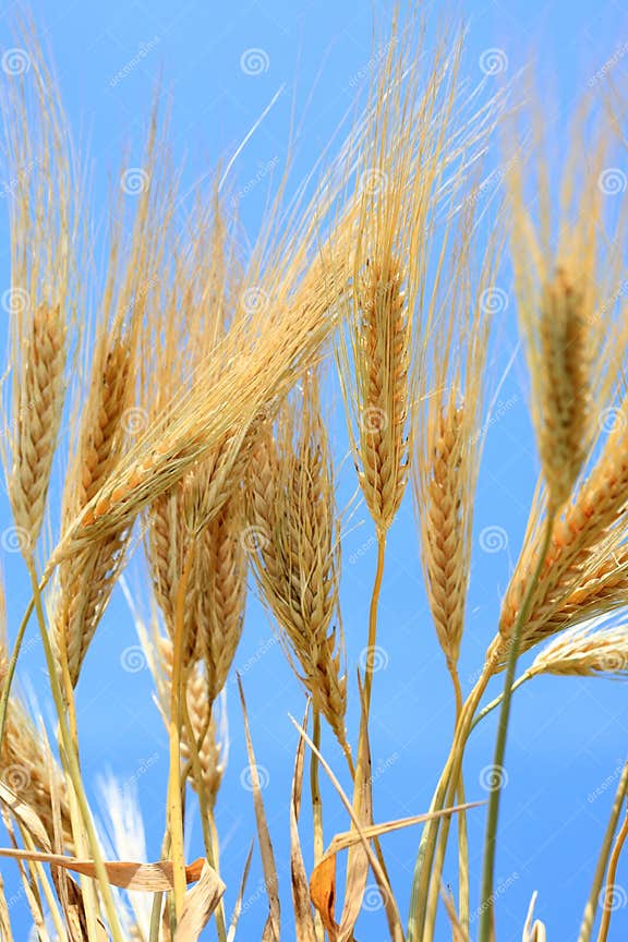 Wheat stems. stock photo. Image of backgrounds, food, meal - 5744900
