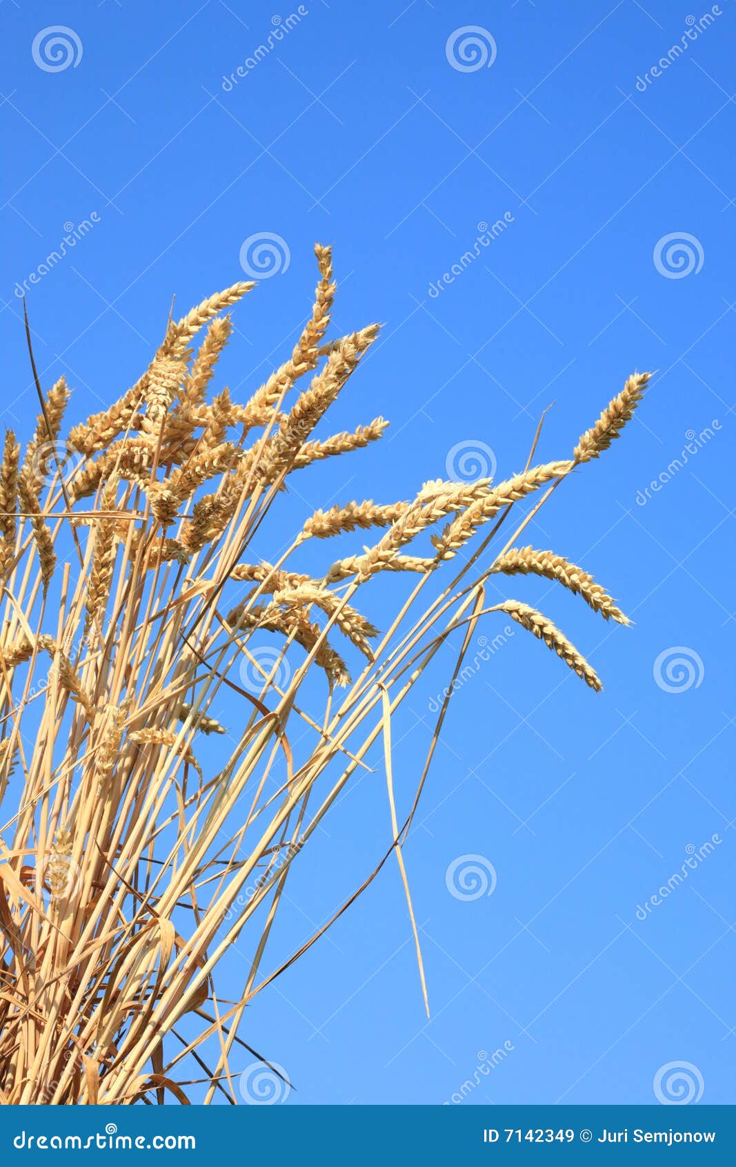 Wheat stems. stock image. Image of nature, outdoors, agriculture - 7142349