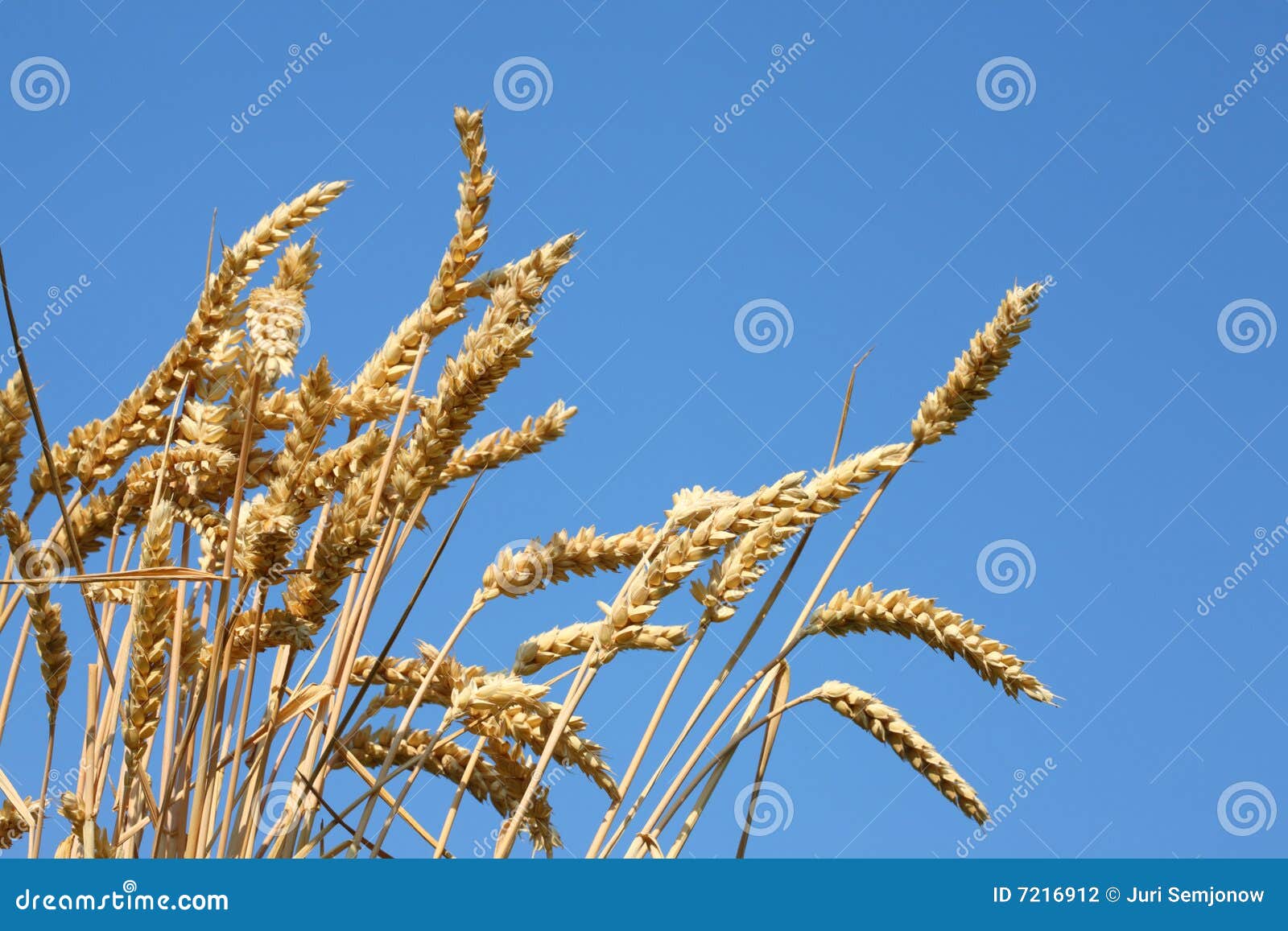 Wheat stems. stock photo. Image of plant, healthy, crop - 7216912