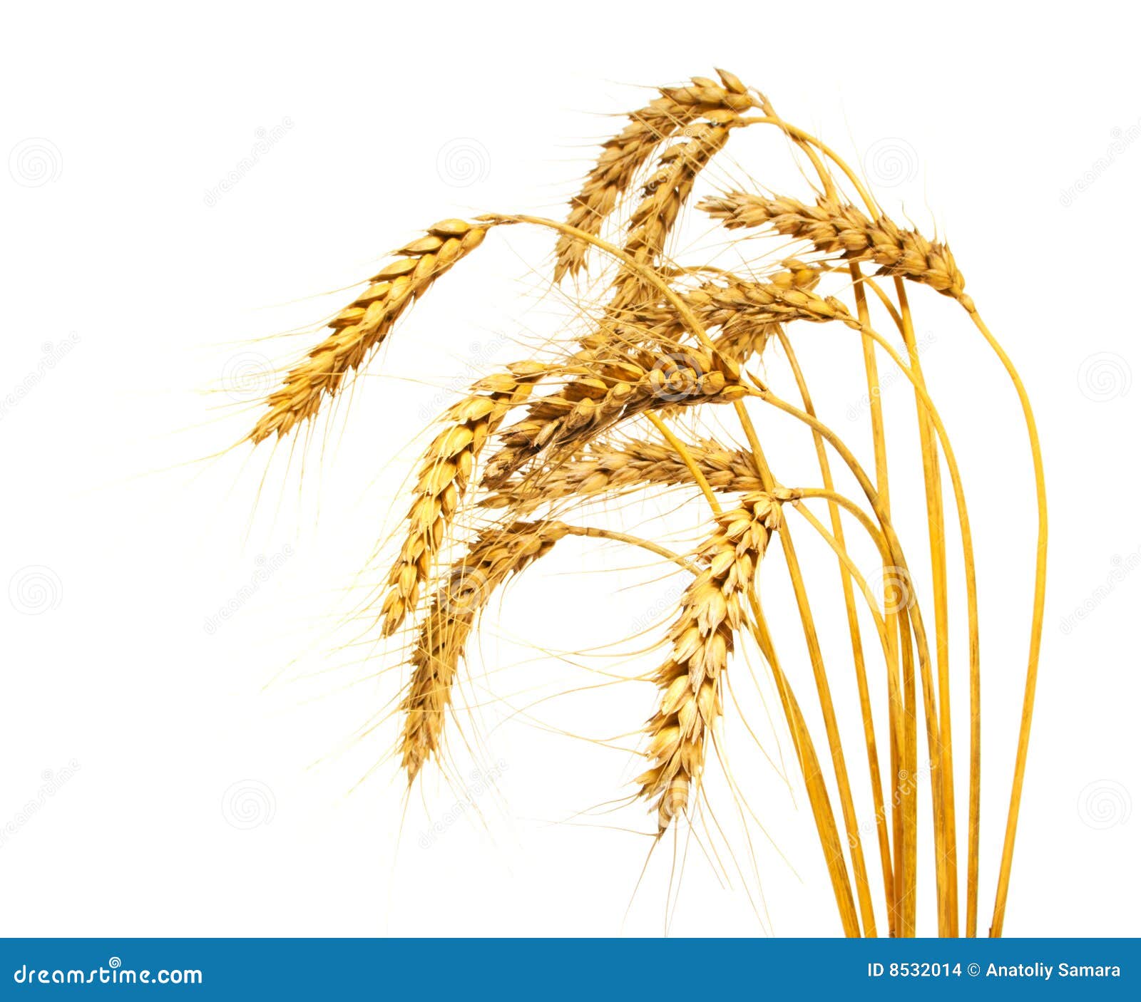 Wheat stems, isolated stock photo. Image of crop, stems - 8532014