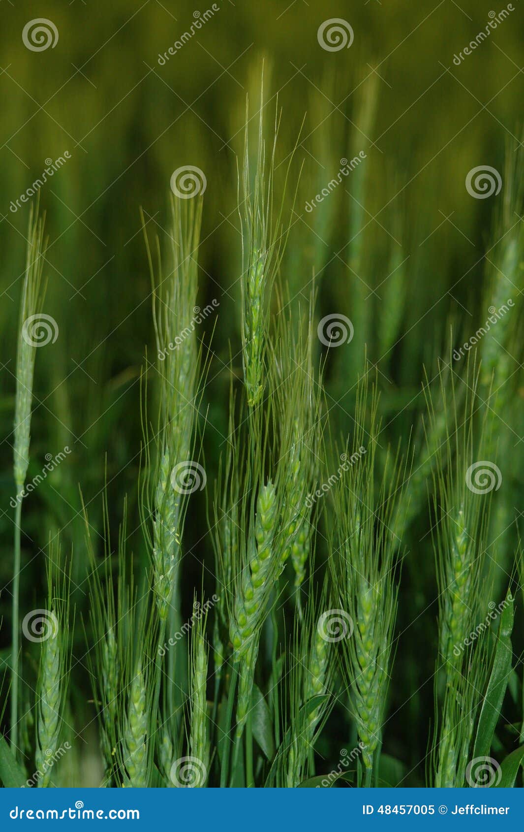 Wheat stems stock image. Image of macro, plants, summer - 48457005