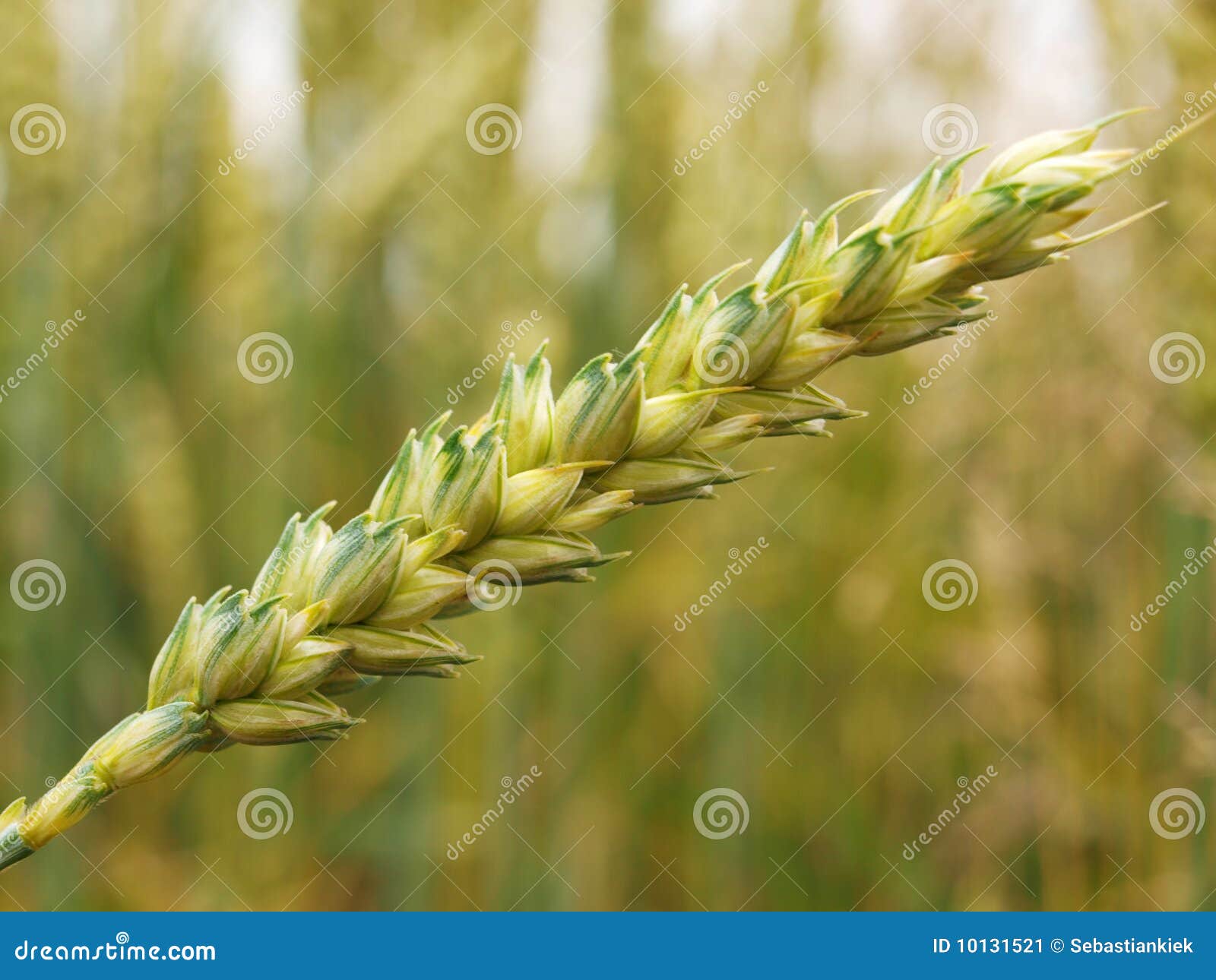 Wheat stems on wheat field stock image. Image of harvesting - 10131521