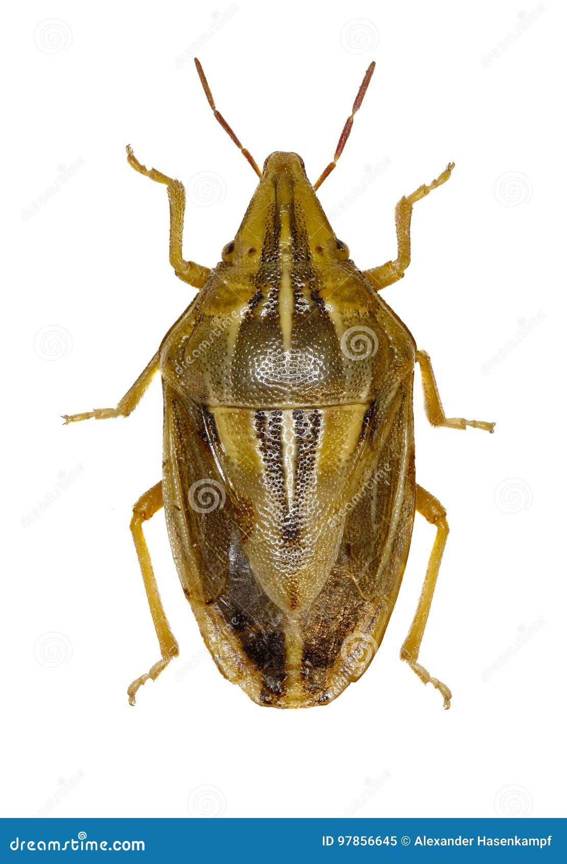 Wheat Stink Bug on White Background Stock Image - Image of nature ...