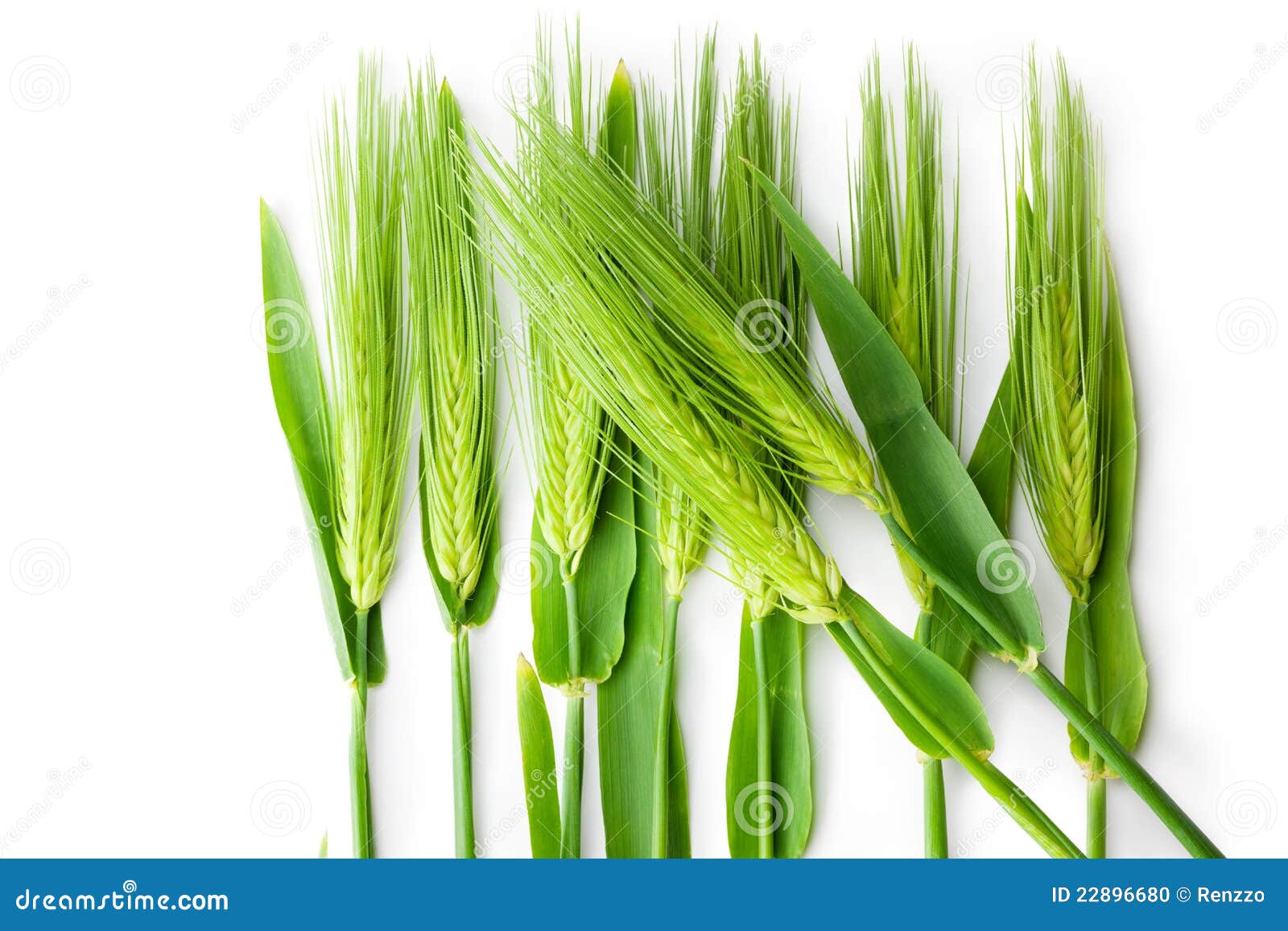 Wheat Strands Isolated on White. Stock Photo - Image of husk, kernel ...