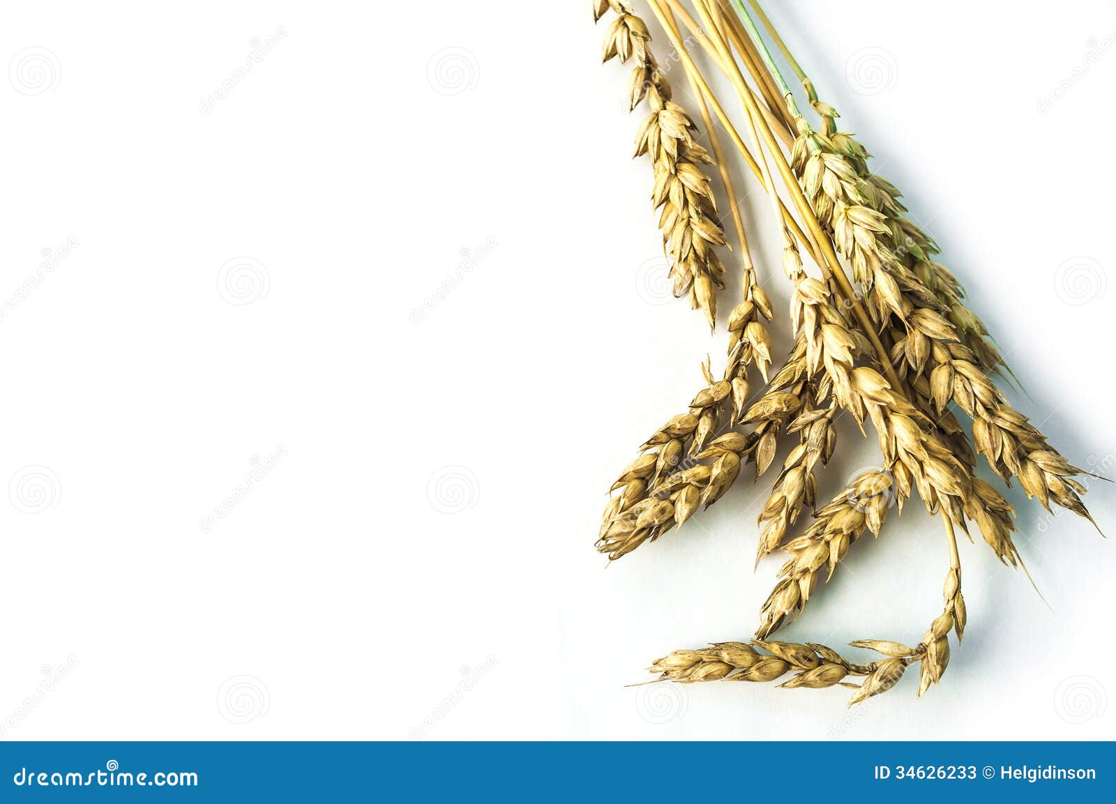 Wheat stock image. Image of gold, closeup, barley, crop - 34626233