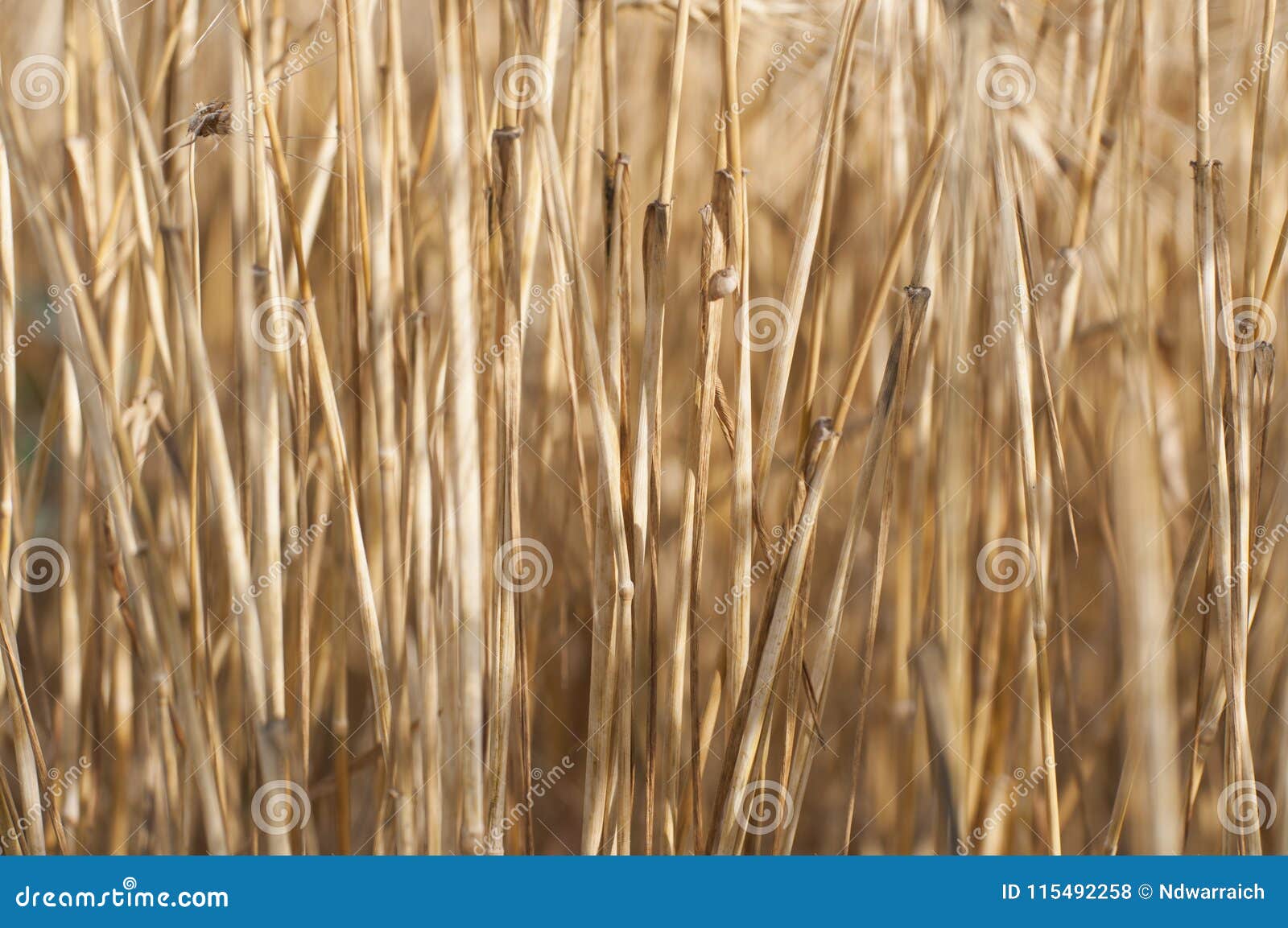 The wheat straws stock photo. Image of ears, harvest - 115492258