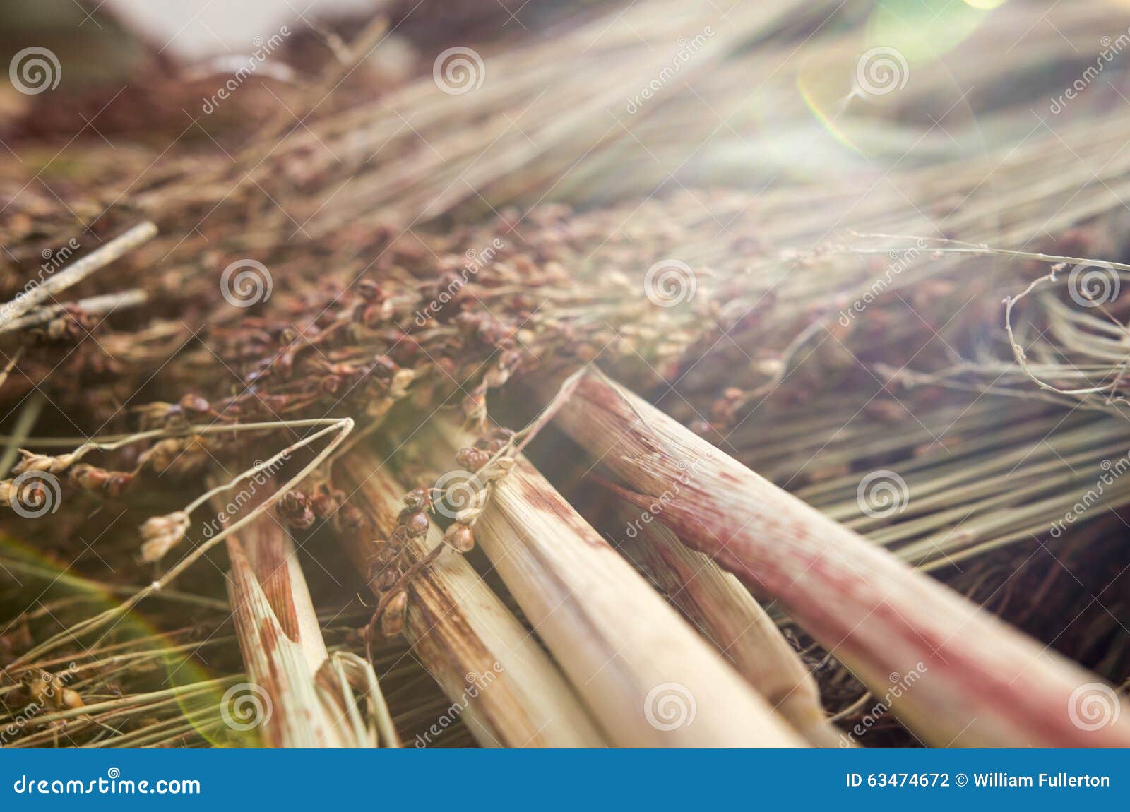 357 Pile Dry Straw Spike Stock Photos - Free & Royalty-Free Stock ...