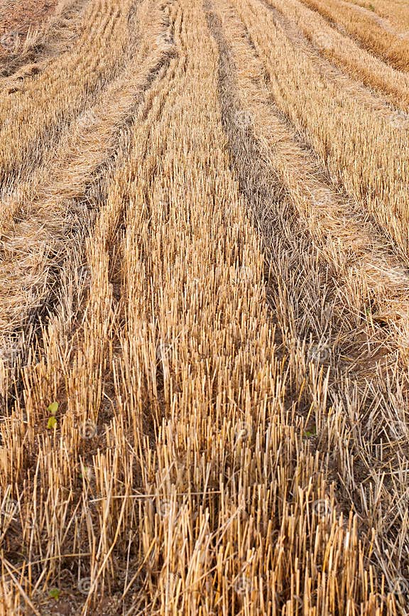 Wheat stubble stock photo. Image of agriculture, legacy - 16094956