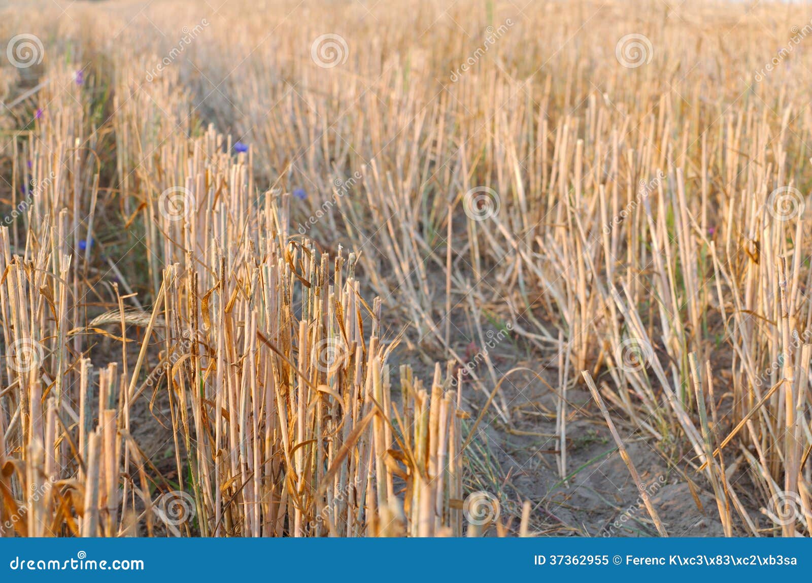 Wheat Stubble Close-up stock image. Image of texture - 37362955