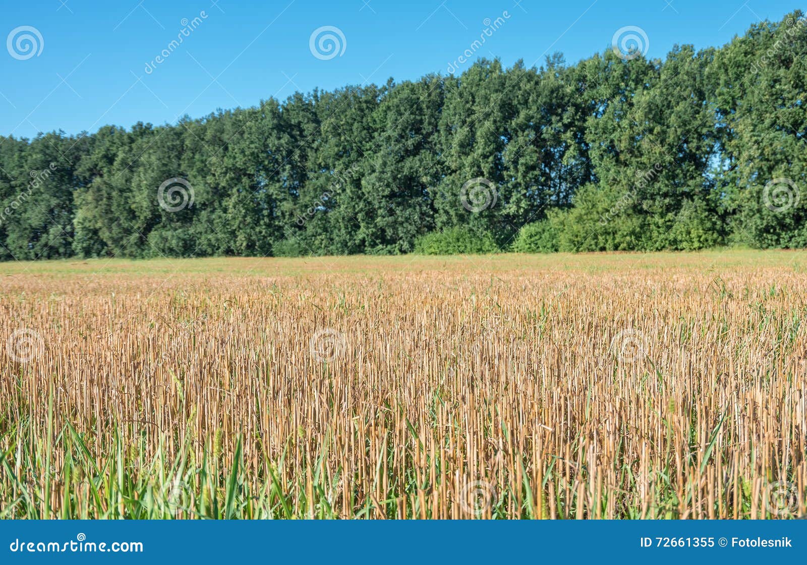 Wheat stubble on the field stock image. Image of harvest - 72661355