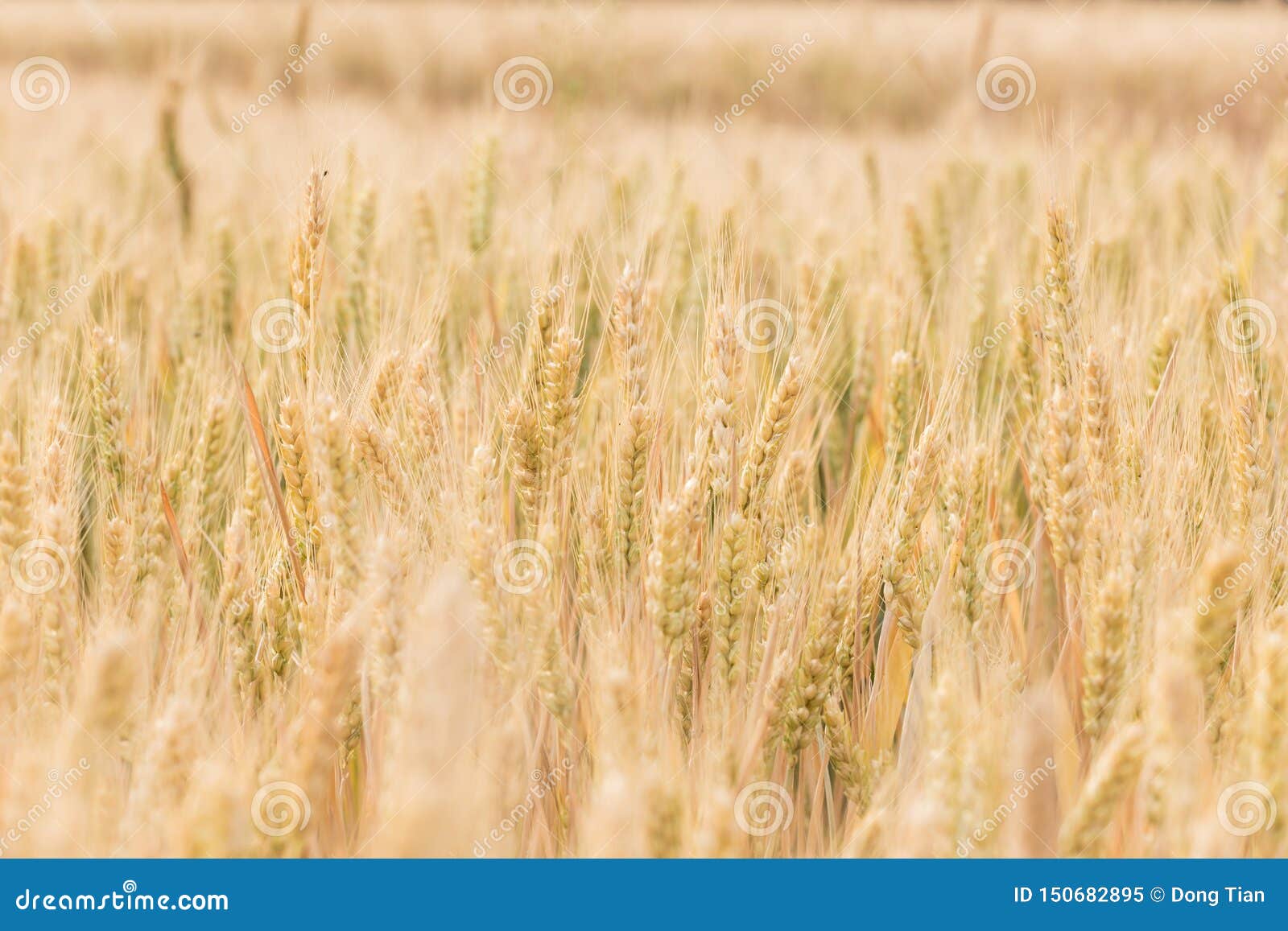 Ripe wheat in the fields stock image. Image of hope - 150682895