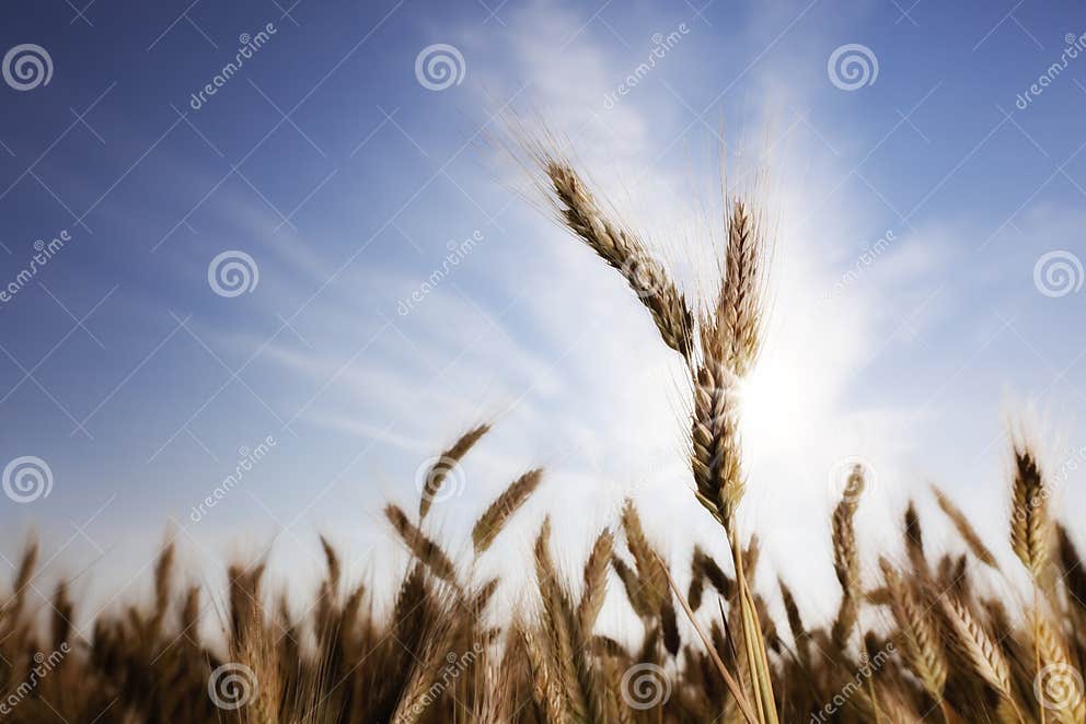 Wheat with sun stock image. Image of clear, field, bread - 15016623