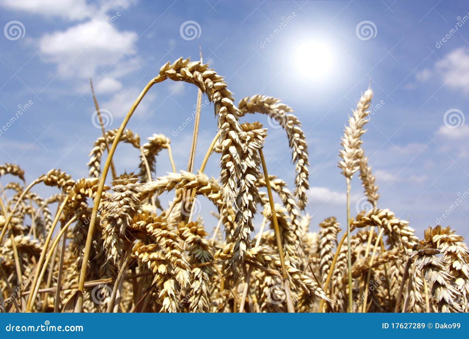 Wheat and sun stock image. Image of organic, cornstalk - 17627289