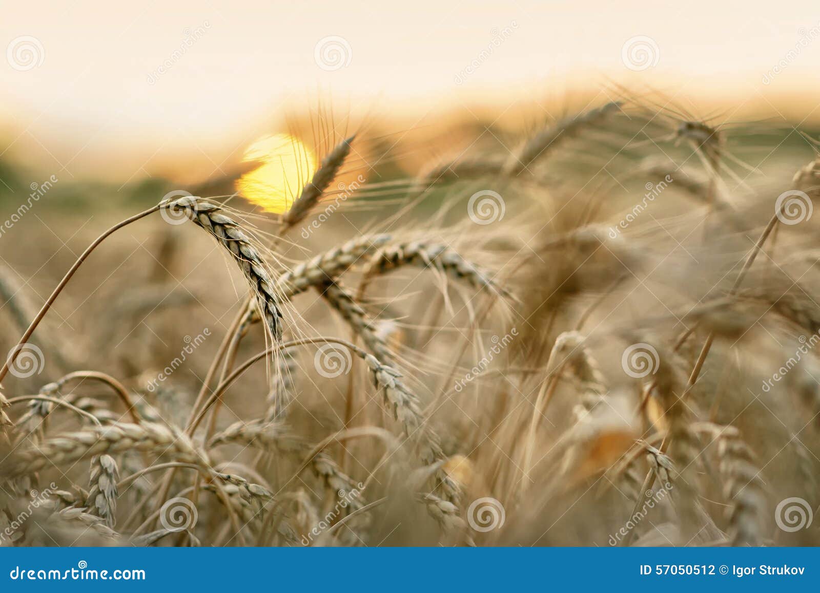 Wheat and sun stock photo. Image of food, macro, grain - 57050512