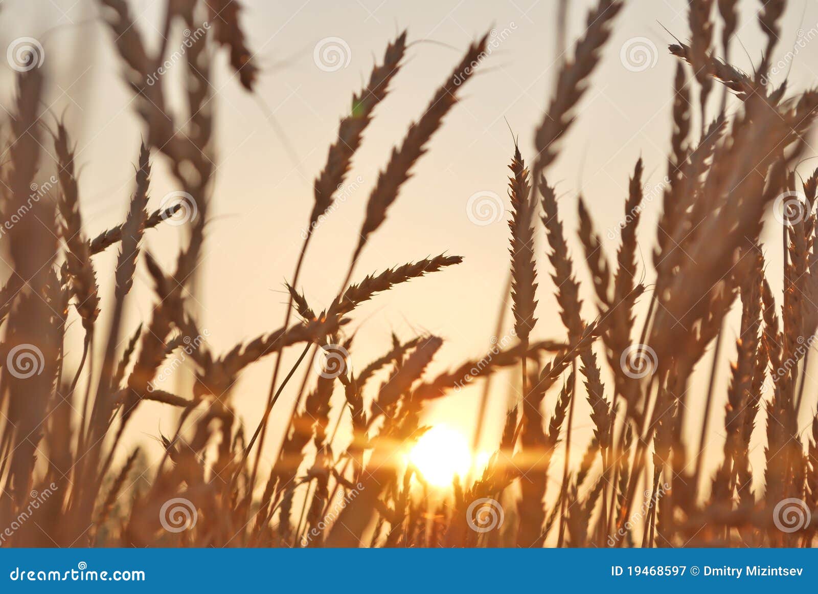 Wheat at sunset. stock image. Image of agriculture, field - 19468597