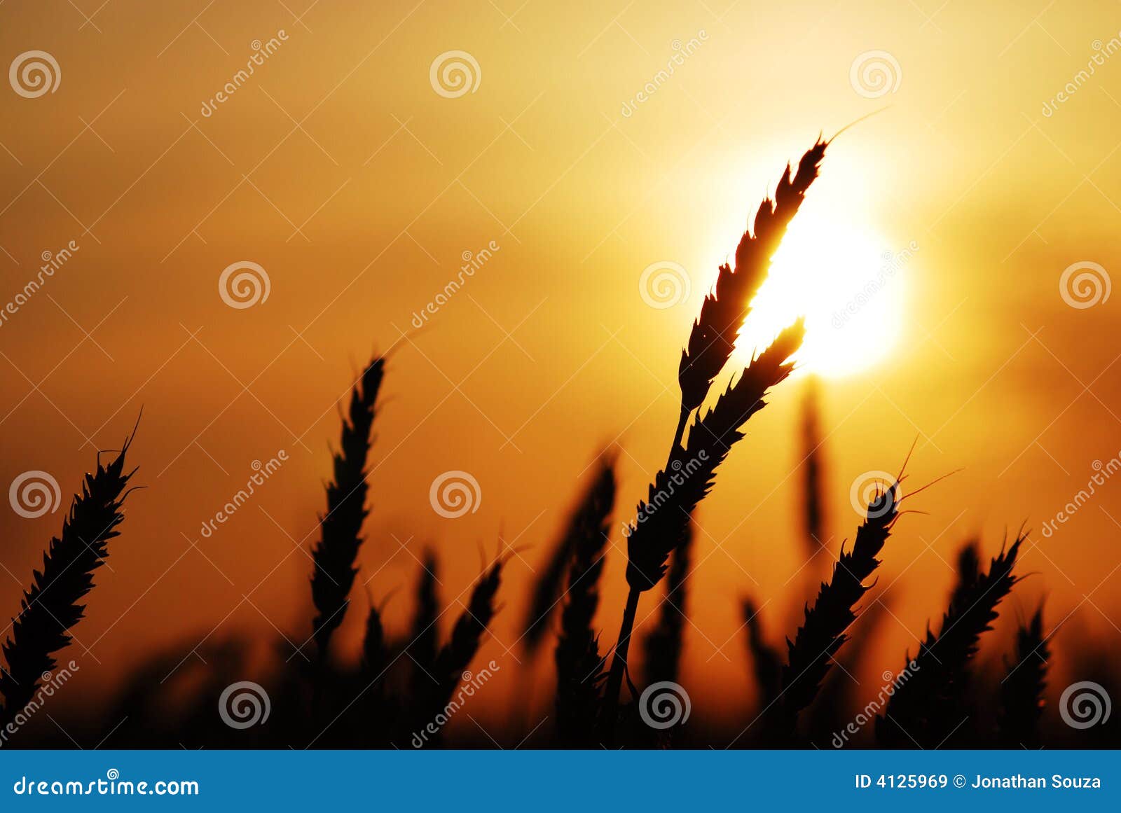 Wheat at sunset stock image. Image of fields, grow, reap - 4125969