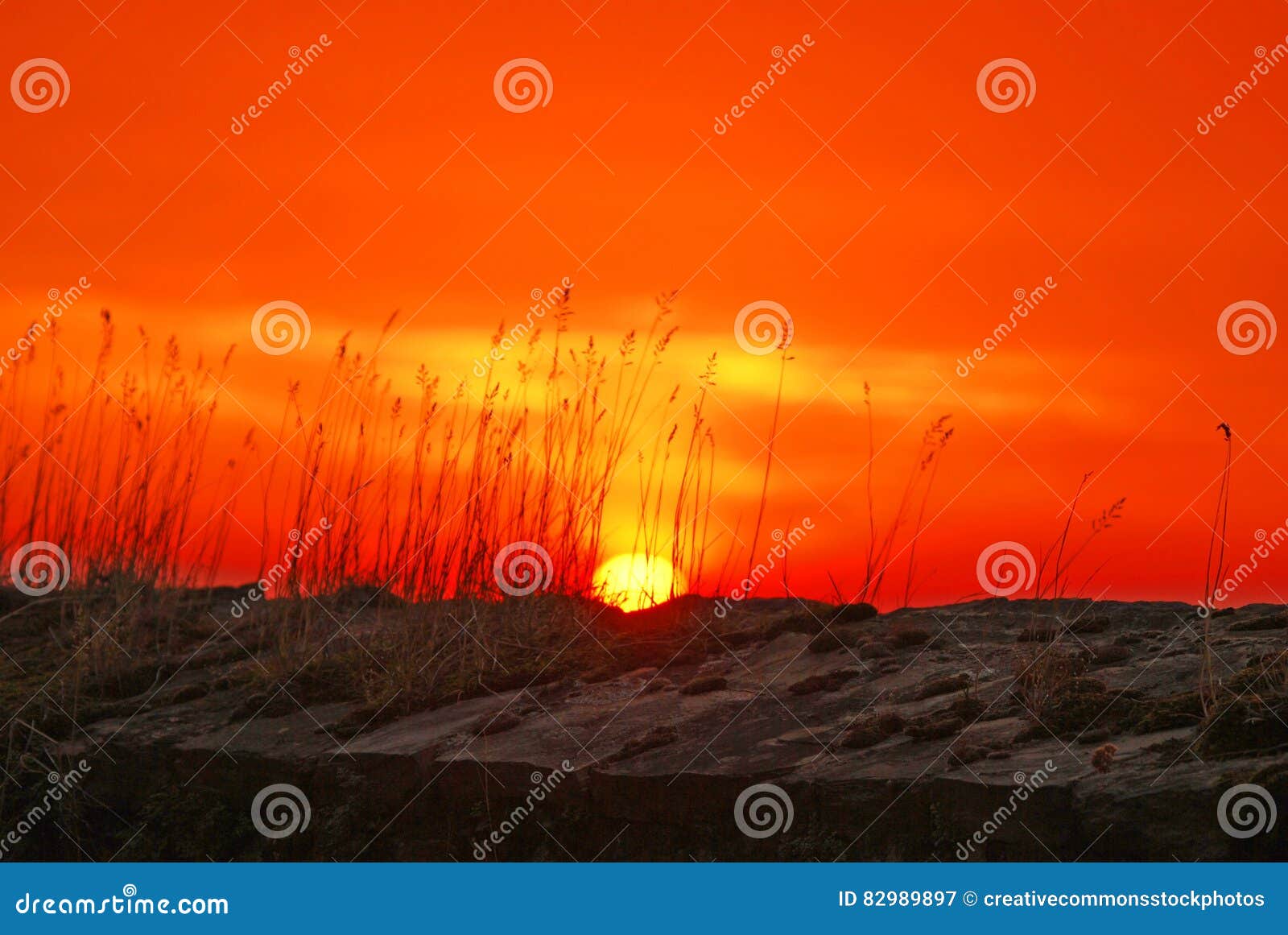 Wheat During Sunset Picture. Image: 82989897
